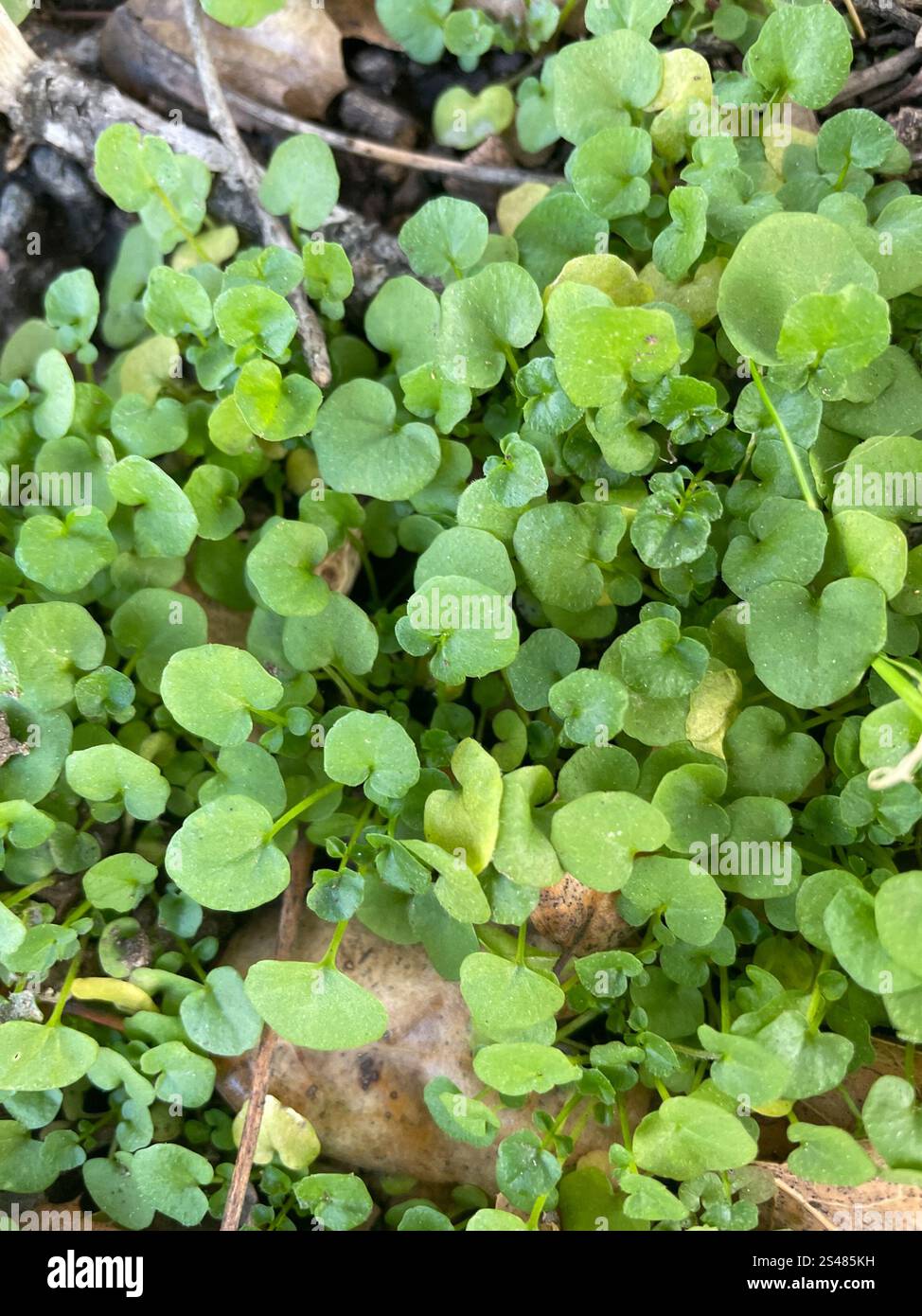hairy bittercress (Cardamine hirsuta Stock Photo - Alamy