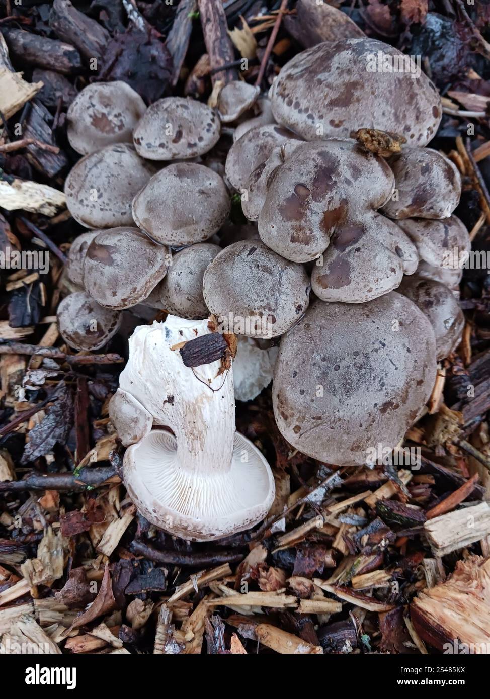 Cloudy Clitocybe (Clitocybe nebularis Stock Photo - Alamy