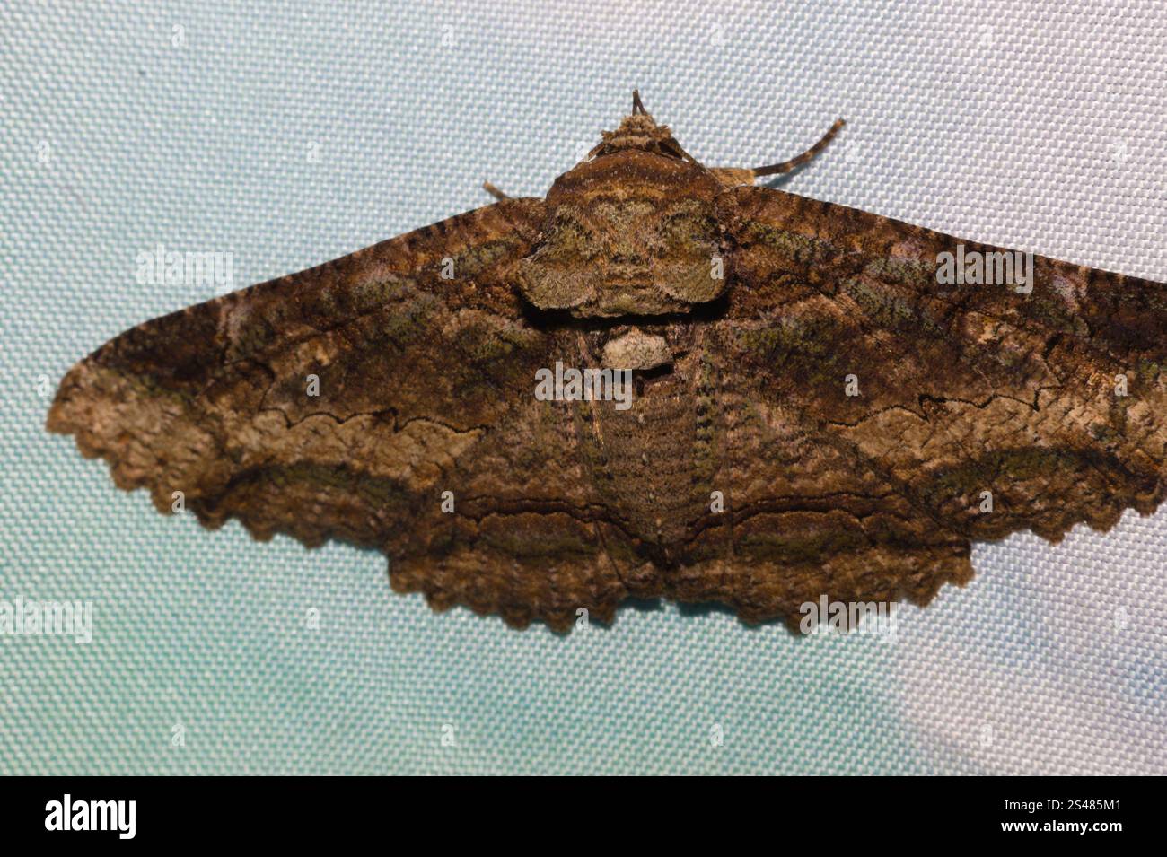 Zale Moths (Zale Stock Photo - Alamy
