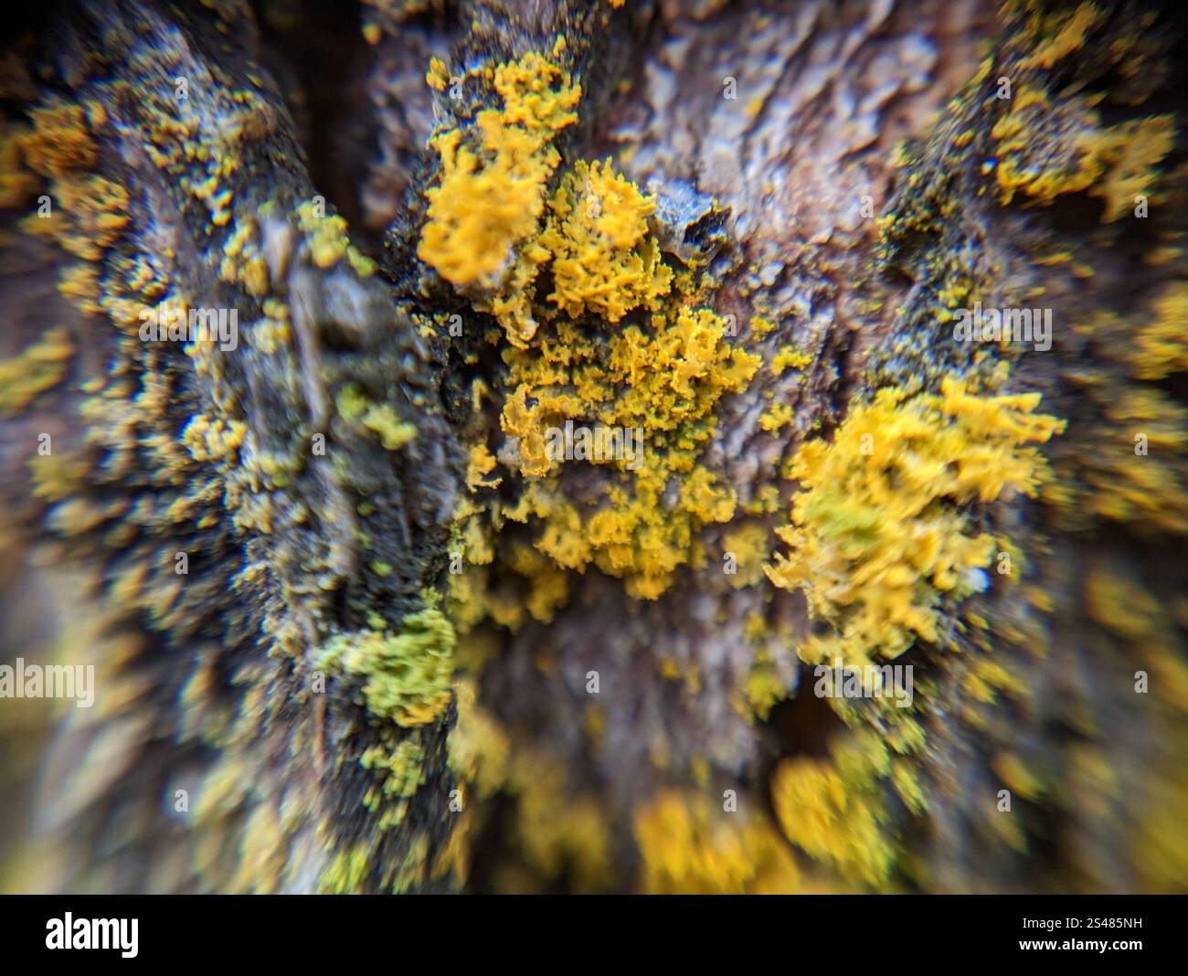 Shrubby Sunburst Lichen (Polycauliona candelaria Stock Photo - Alamy