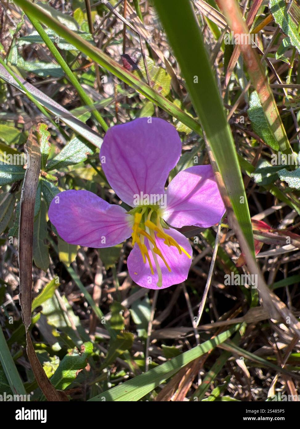 Maryland meadowbeauty (Rhexia mariana Stock Photo - Alamy