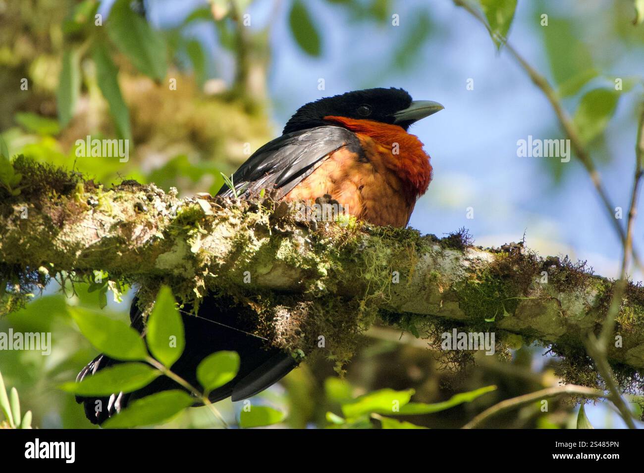 Pyroderus scutatus hi-res stock photography and images - Alamy