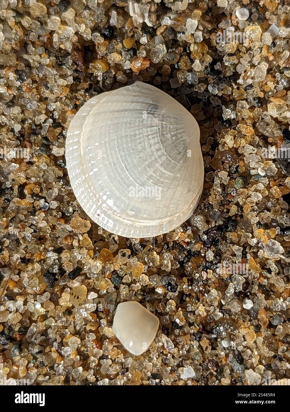 Dwarf Tiger Lucine (Ctena orbiculata Stock Photo - Alamy