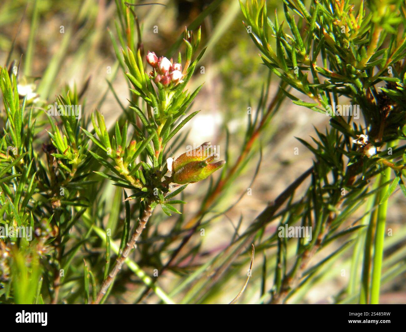 Common Bitterbuchu (Diosma hirsuta Stock Photo - Alamy