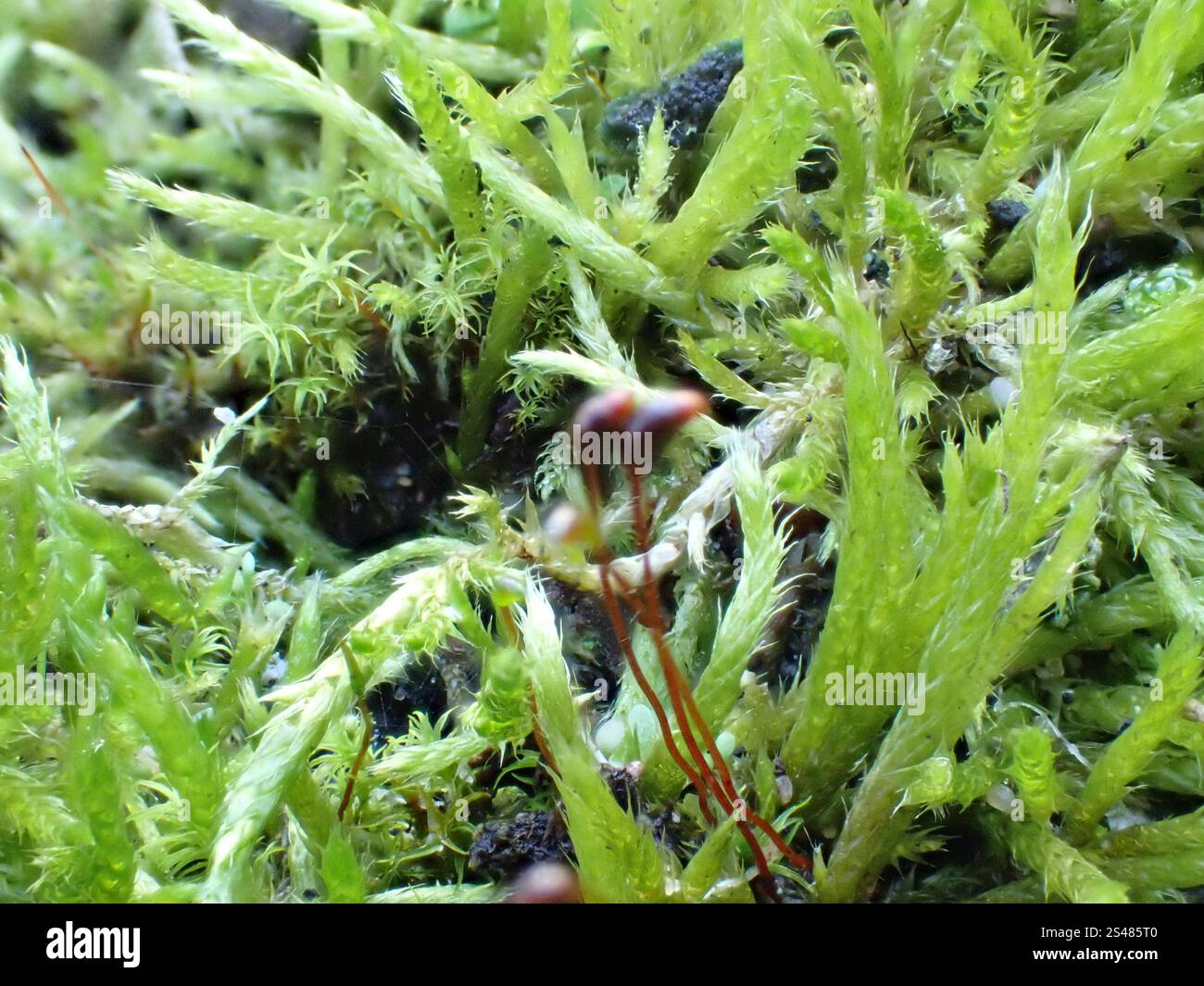 Whitish Feather-moss (Brachythecium albicans Stock Photo - Alamy
