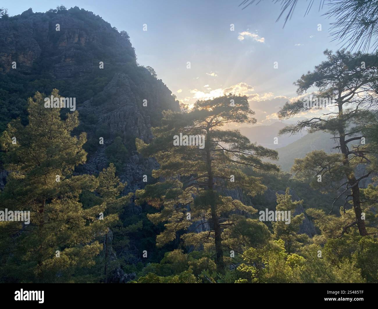 Turkish pine (Pinus brutia Stock Photo - Alamy