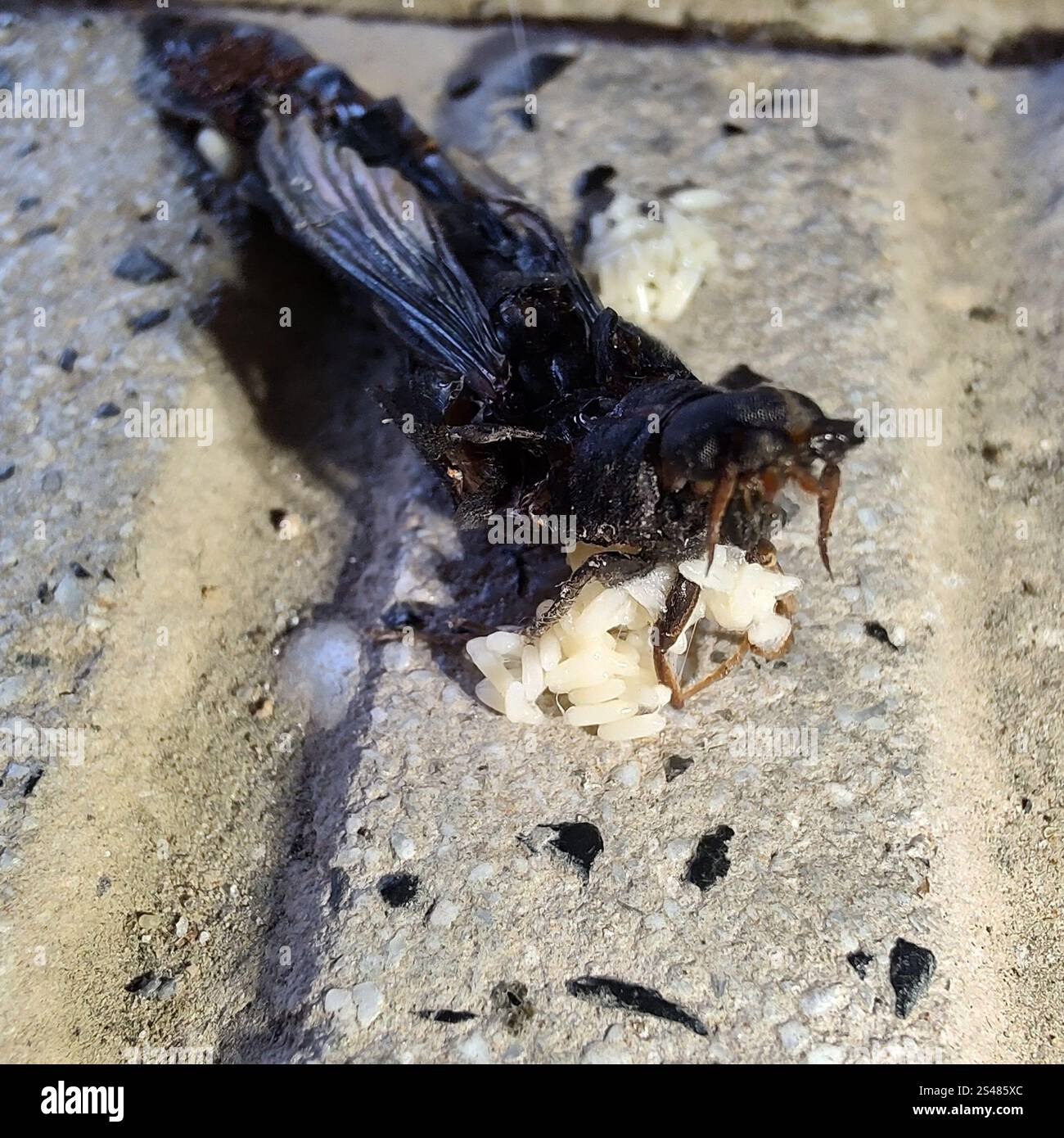 Ship-timber Beetles (Atractocerus Stock Photo - Alamy