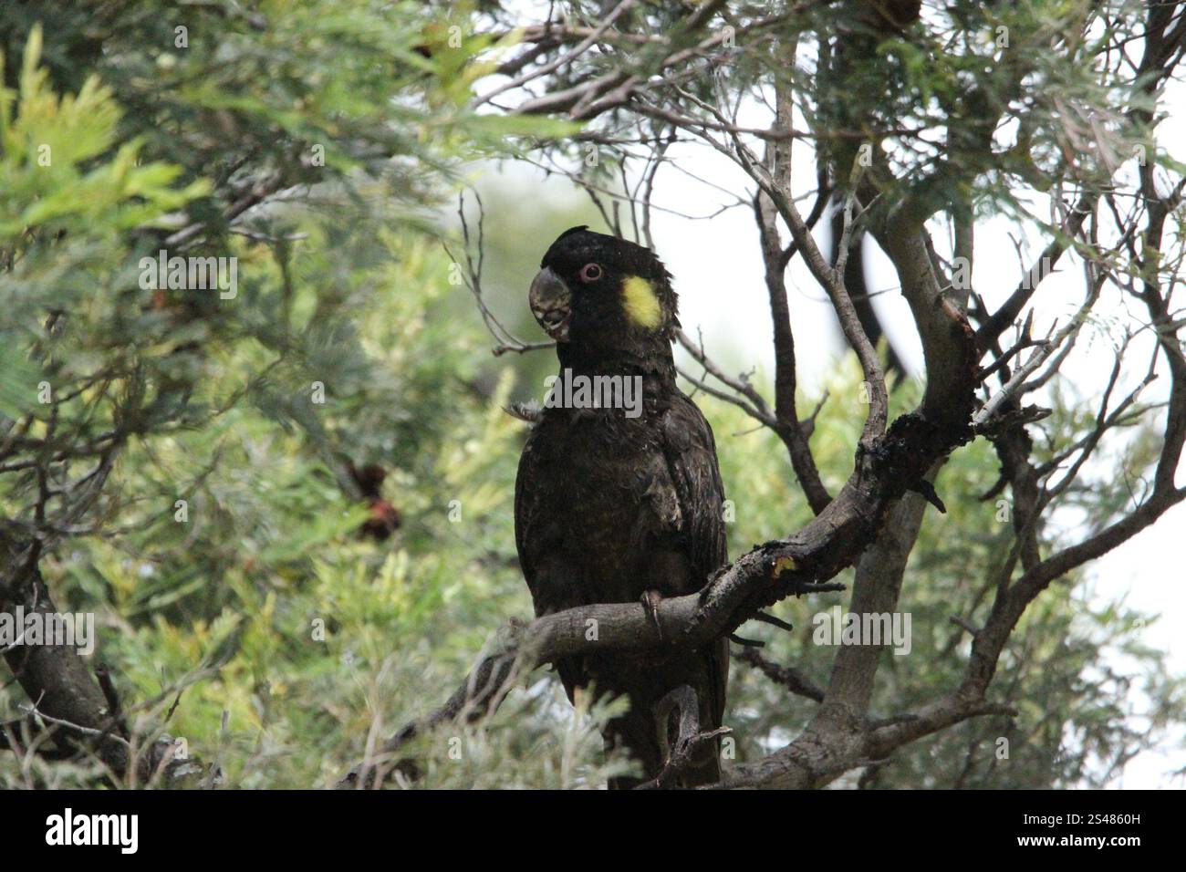 Tasmanian Yellow-tailed Black Cockatoo (Zanda funerea xanthanota Stock ...