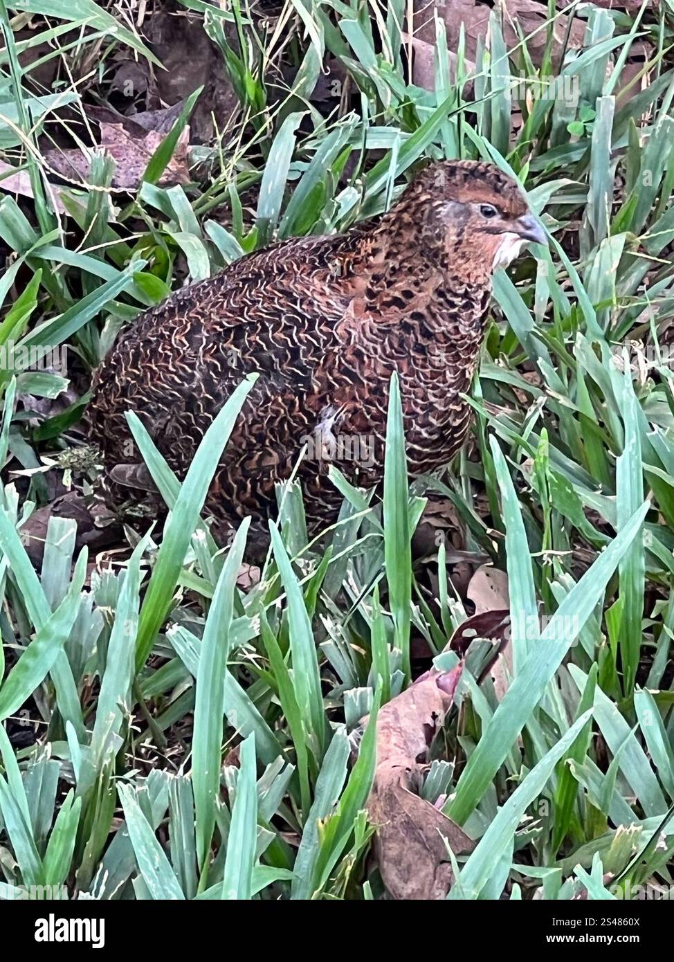 Japanese Quail (Coturnix japonica Stock Photo - Alamy
