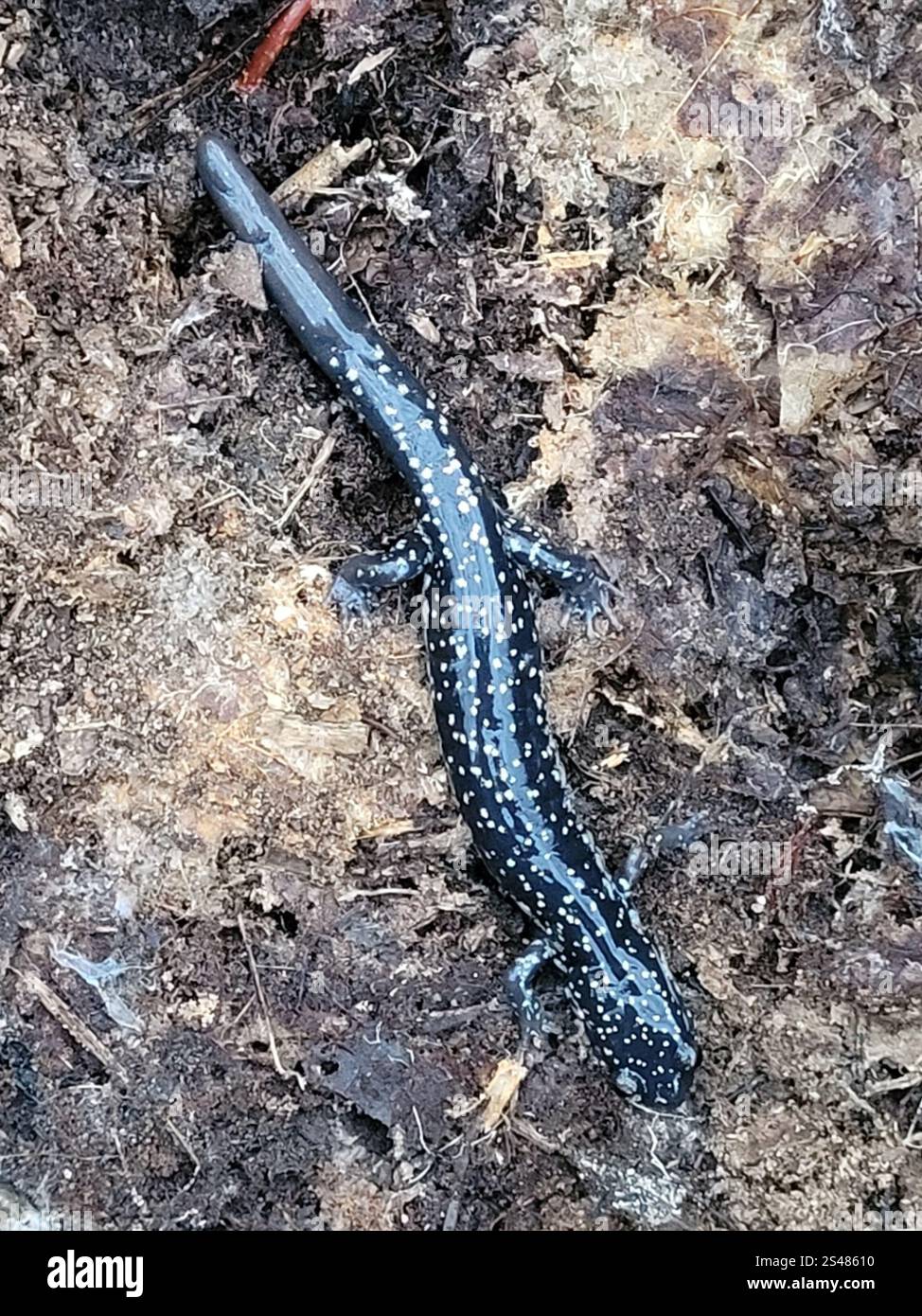 Northern Slimy Salamander (Plethodon glutinosus Stock Photo - Alamy