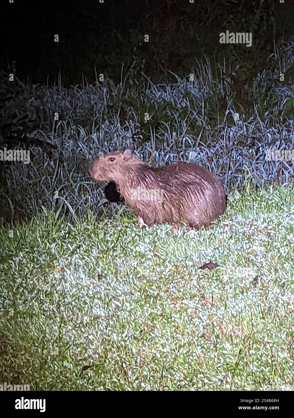 Lesser Capybara (Hydrochoerus isthmius Stock Photo - Alamy
