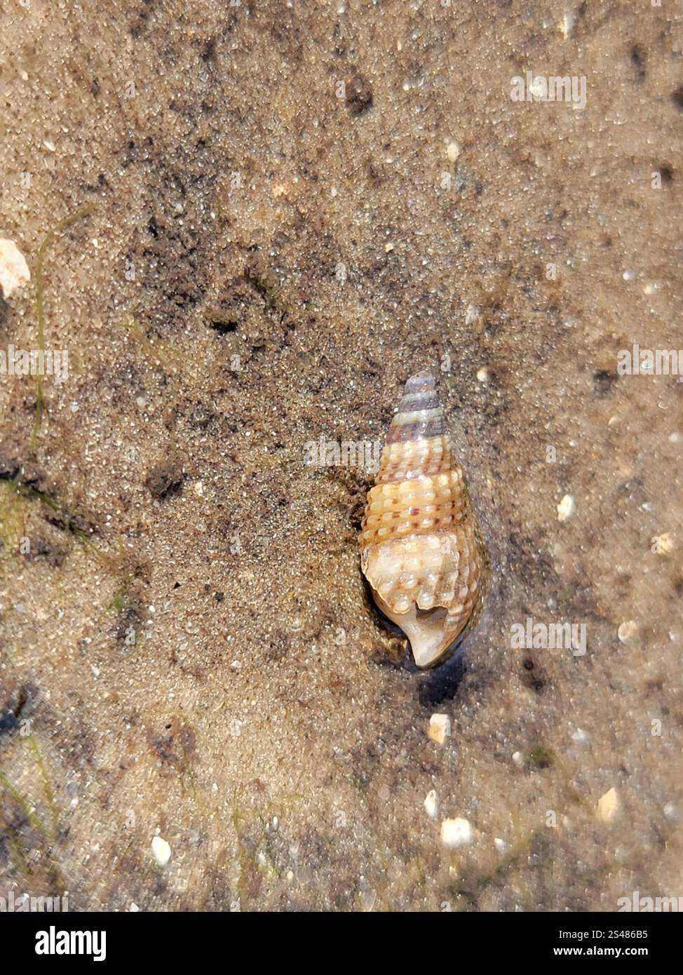 Well-ribbed Dove Snail (Costoanachis translirata Stock Photo - Alamy