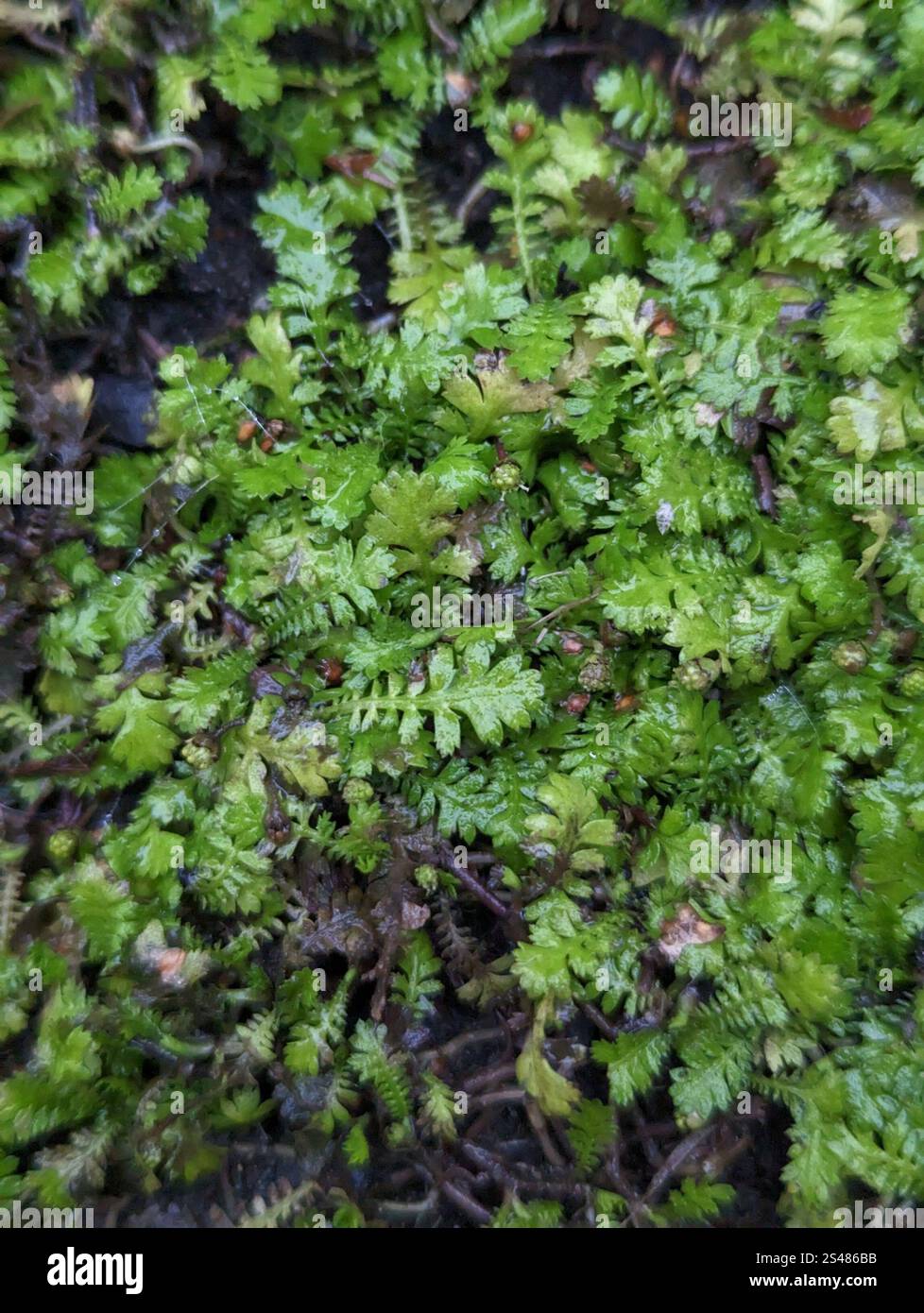 vascular plants (Tracheophyta Stock Photo - Alamy