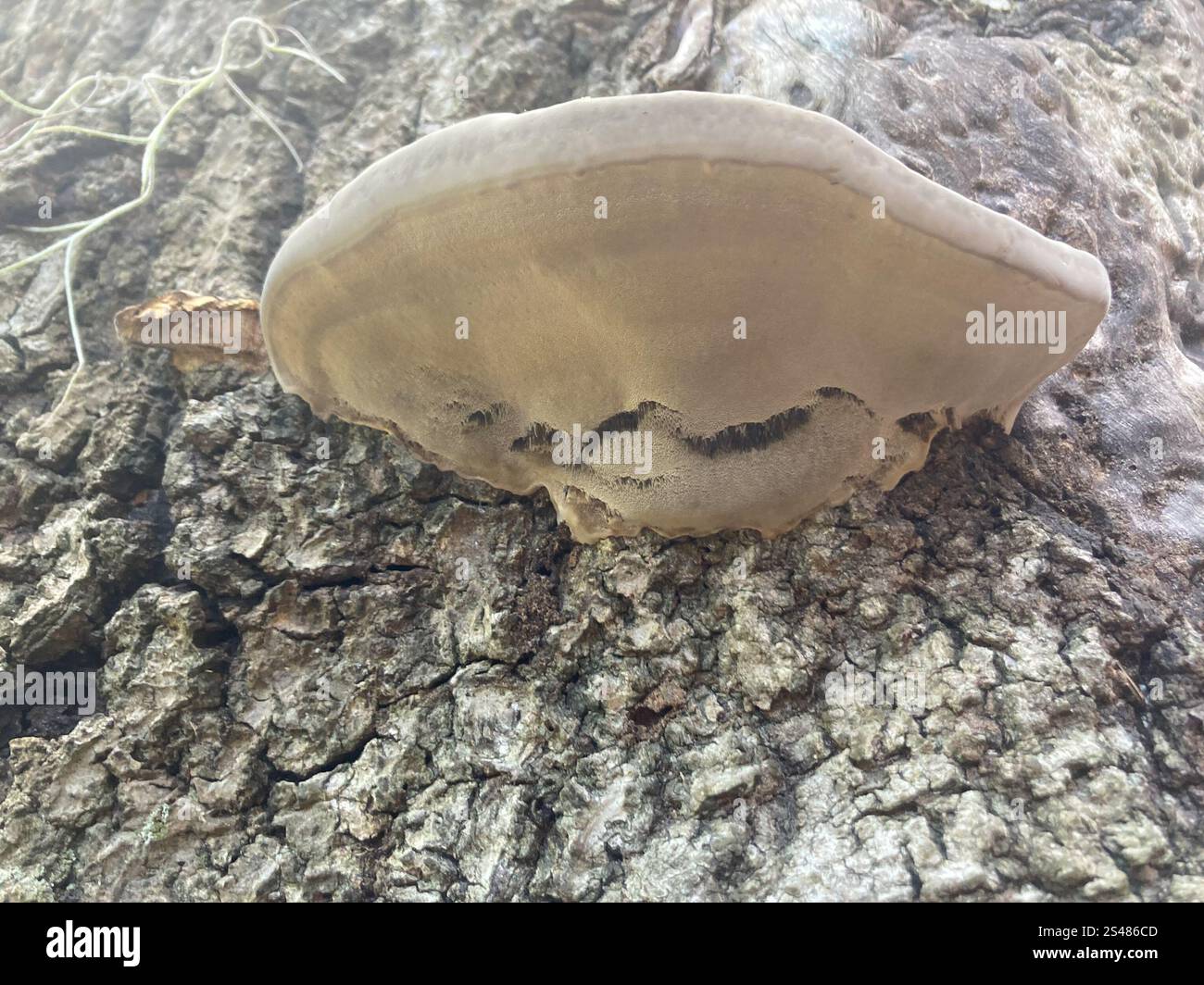 Southern Clam Shell (Fomes fasciatus Stock Photo - Alamy