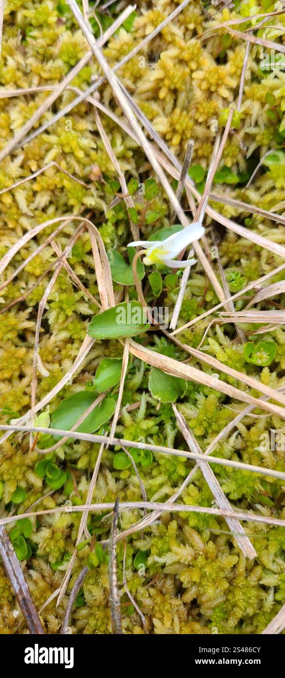 Mountain violet (Viola cunninghamii Stock Photo - Alamy