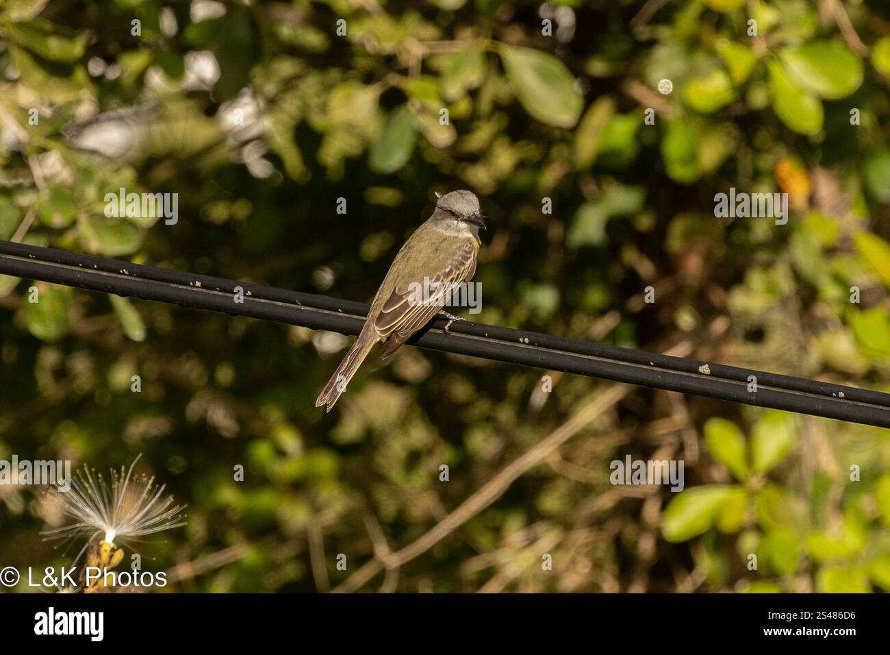 Tropical Kingbird (Tyrannus melancholicus Stock Photo - Alamy