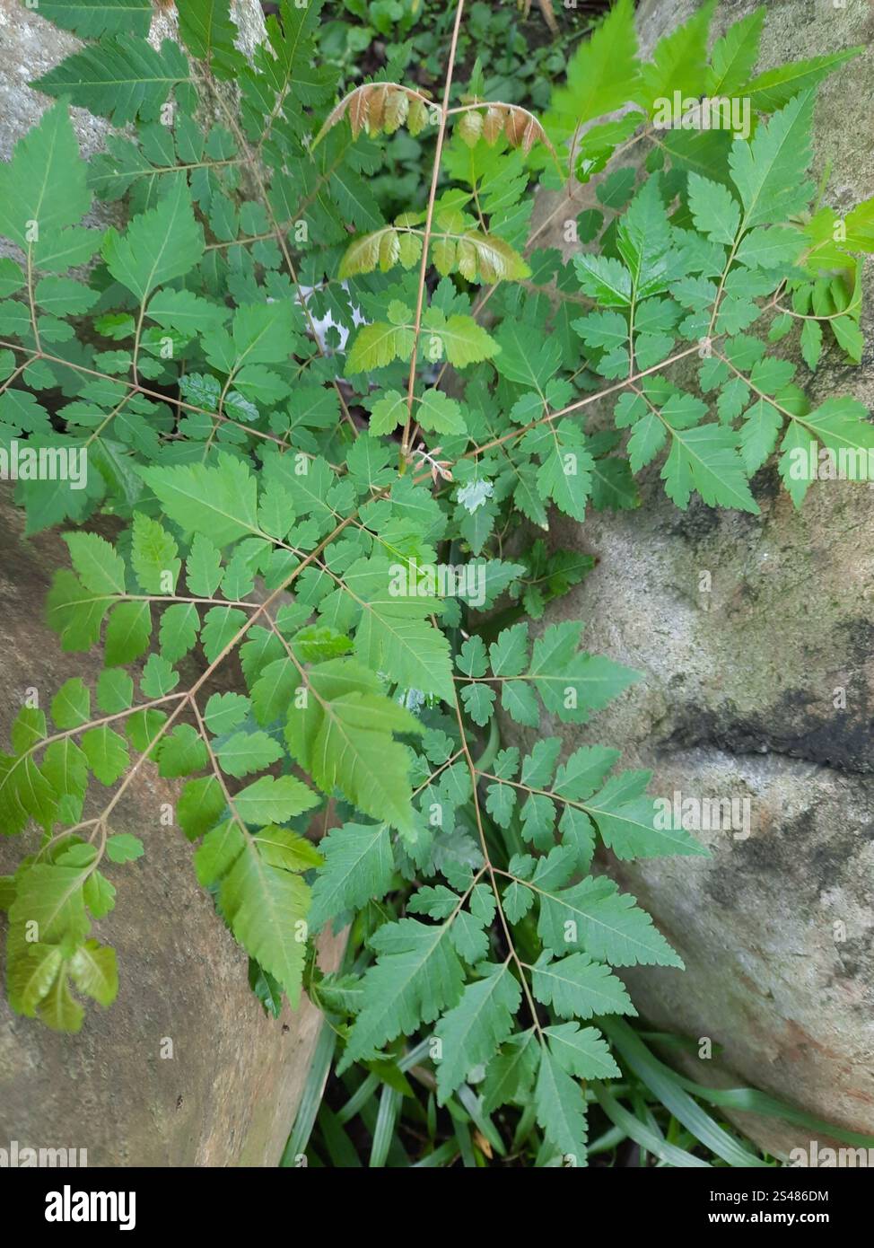 Flamegold Rain Tree (Koelreuteria elegans formosana Stock Photo - Alamy