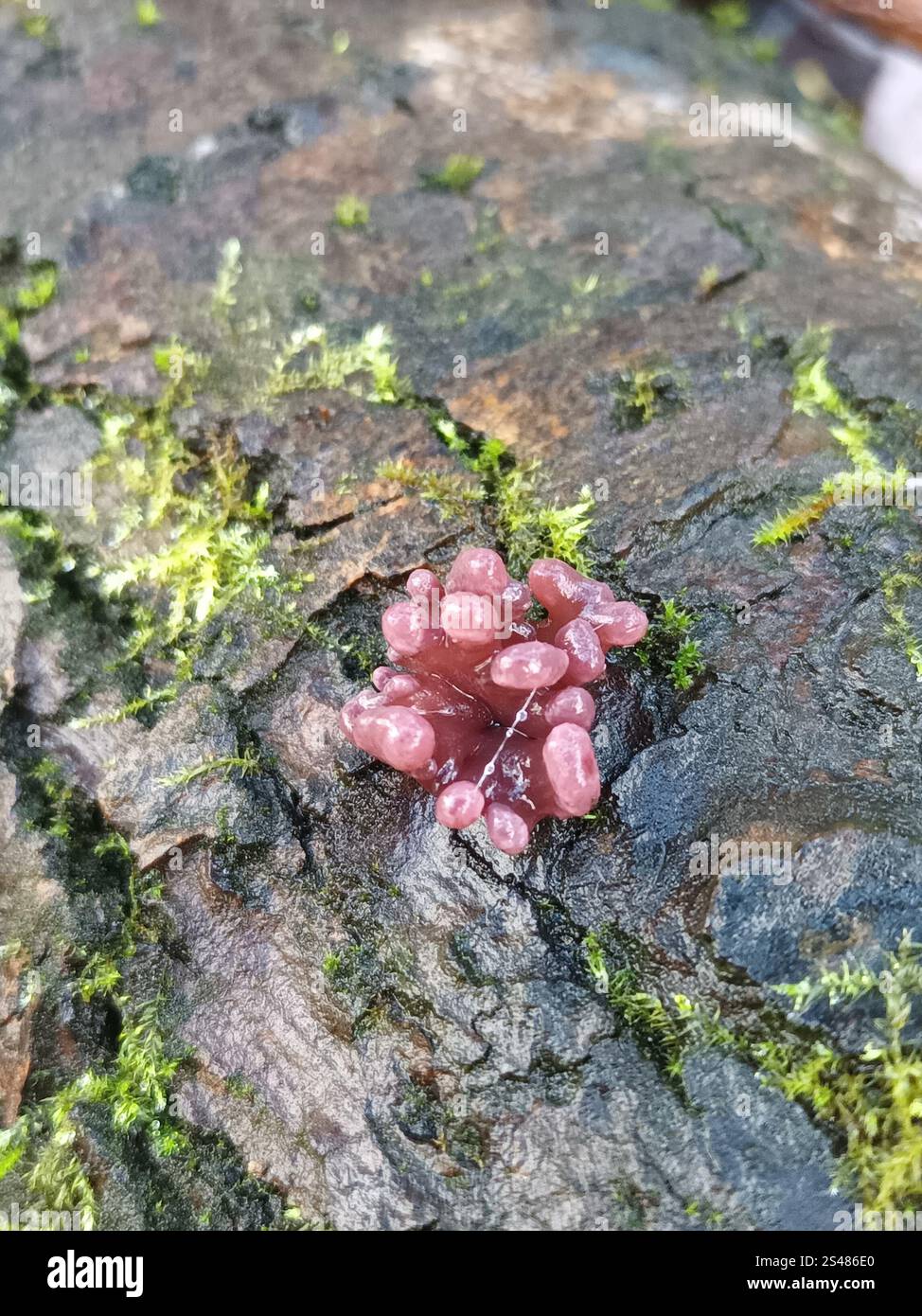 Purple Jellydisc (Ascocoryne sarcoides Stock Photo - Alamy