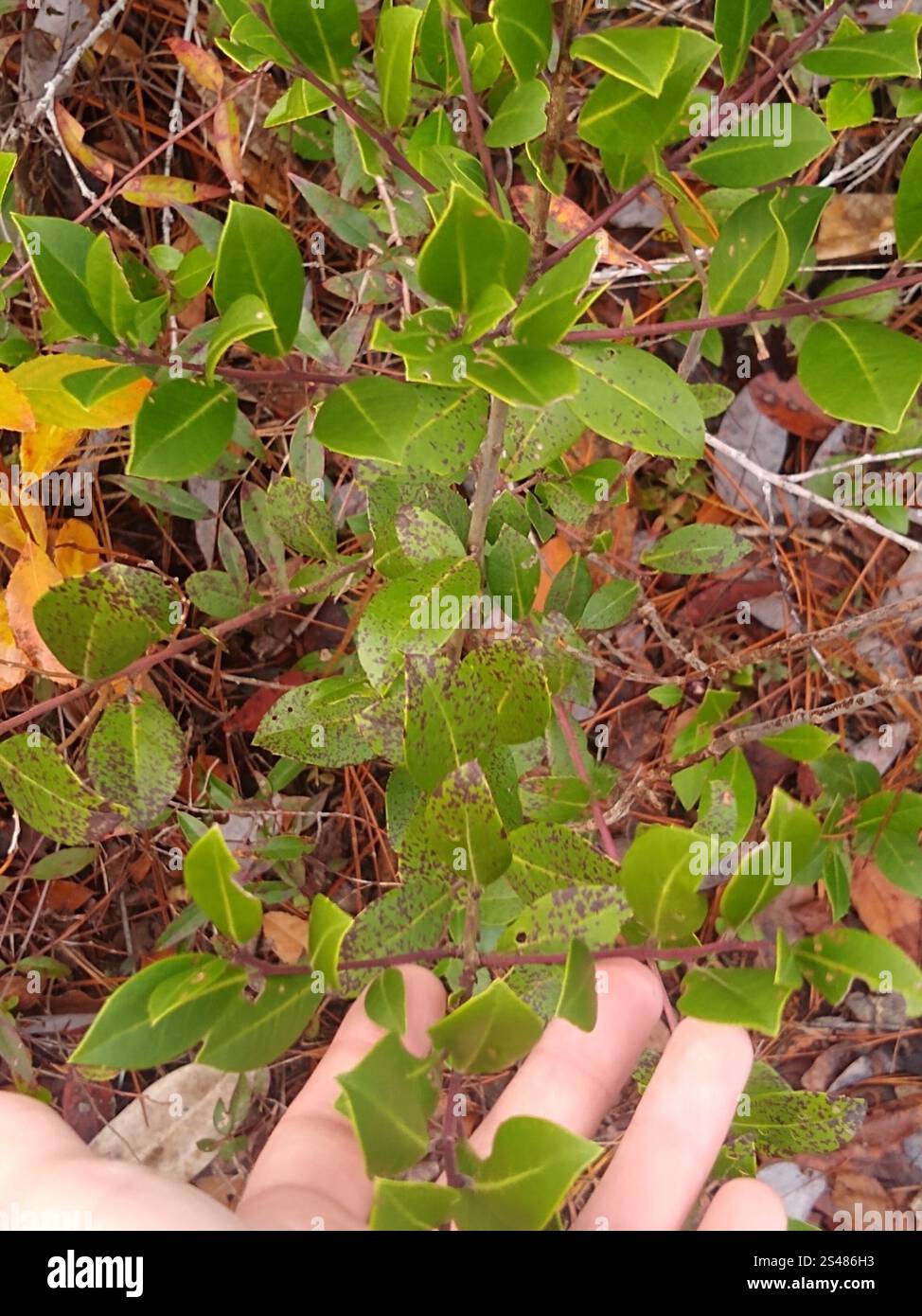 Large Gallberry (Ilex coriacea Stock Photo - Alamy