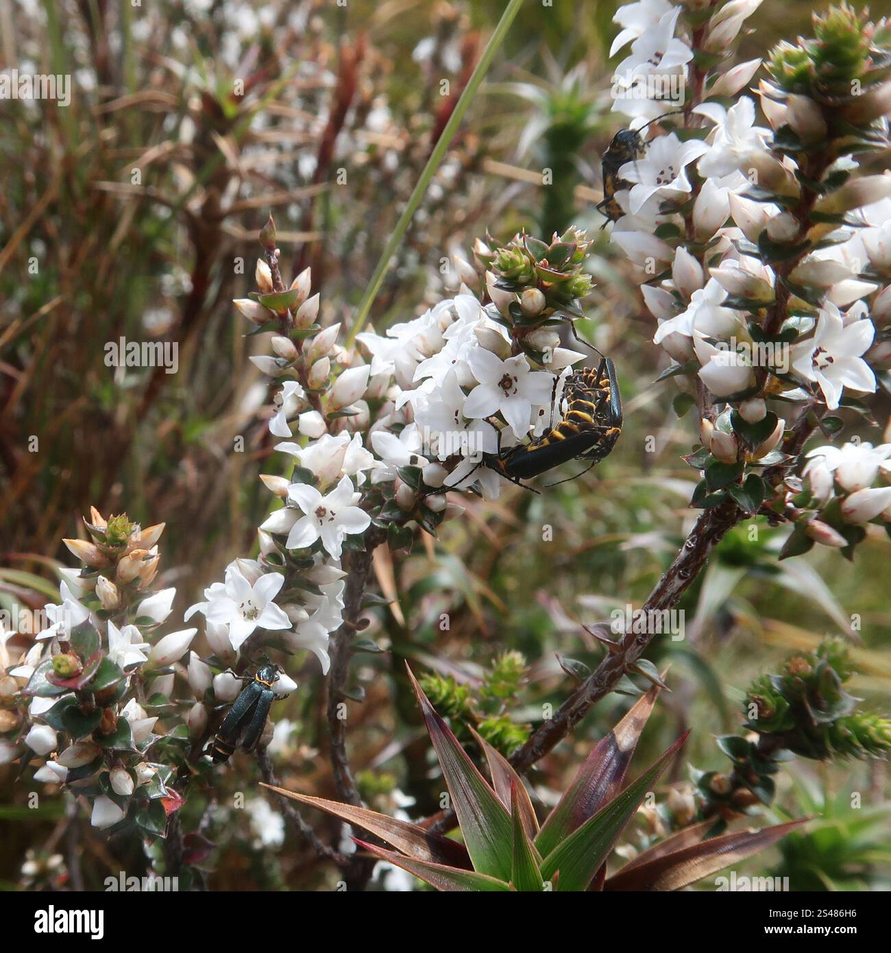 Plague Soldier Beetle (Chauliognathus lugubris Stock Photo - Alamy