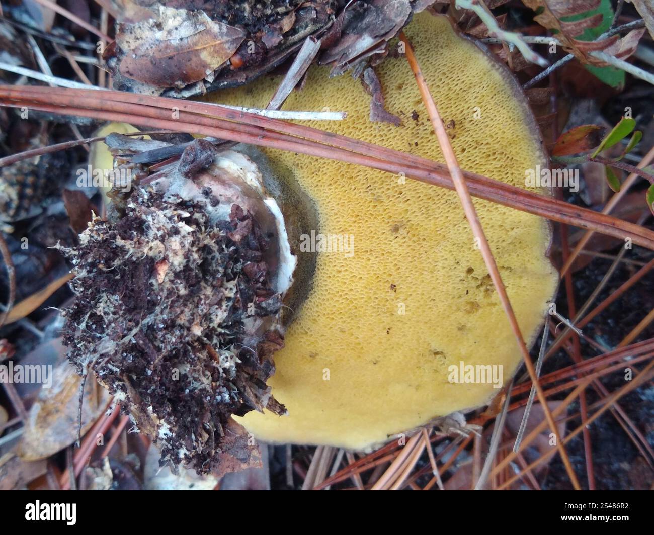 Short-stalked Suillus (Suillus brevipes Stock Photo - Alamy