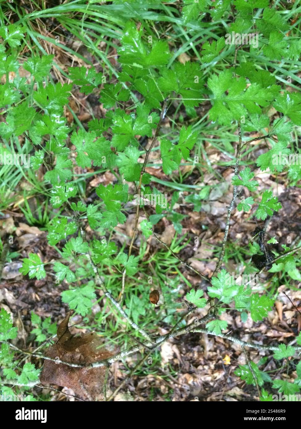 parsley hawthorn (Crataegus marshallii Stock Photo - Alamy