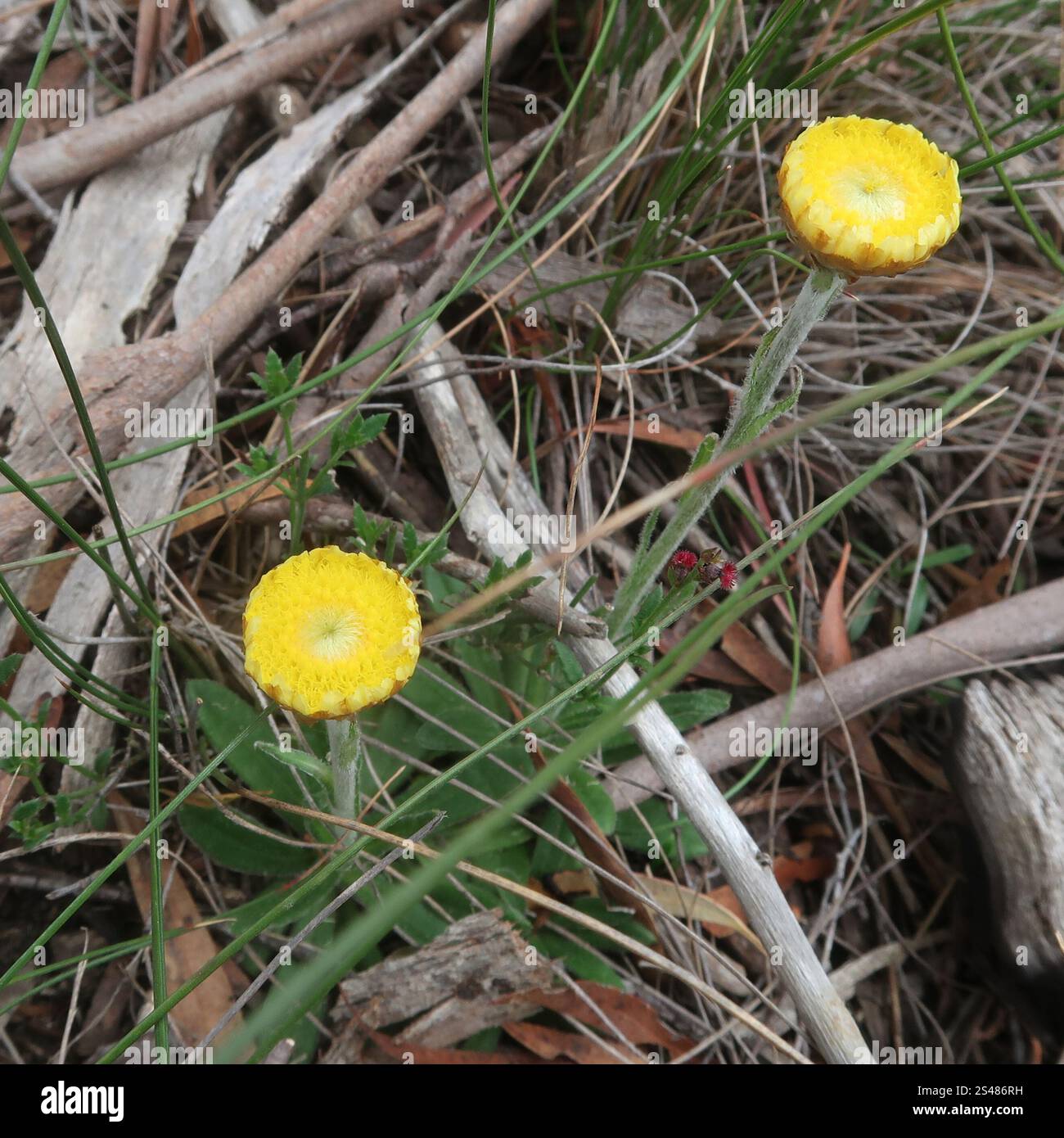 button everlasting (Coronidium scorpioides Stock Photo - Alamy