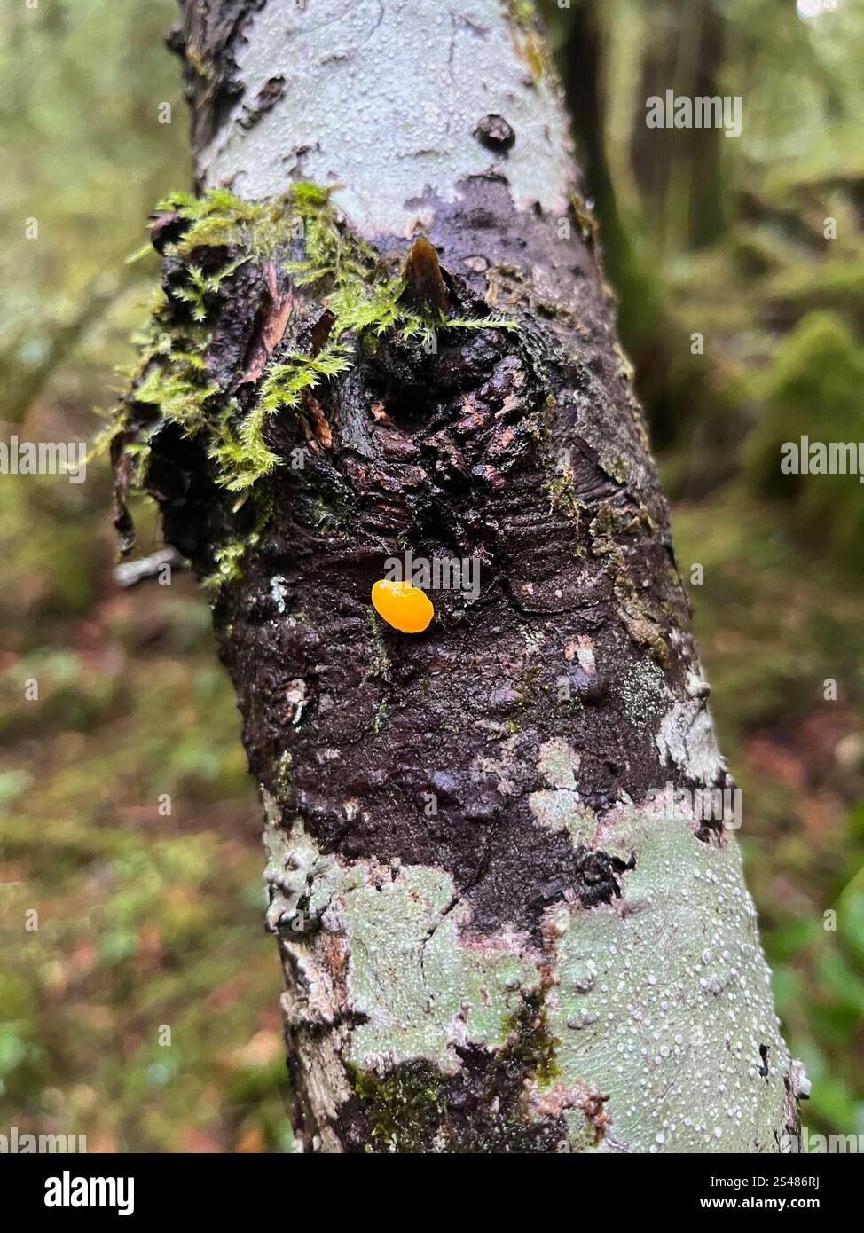 Dacrymyces hi-res stock photography and images - Alamy