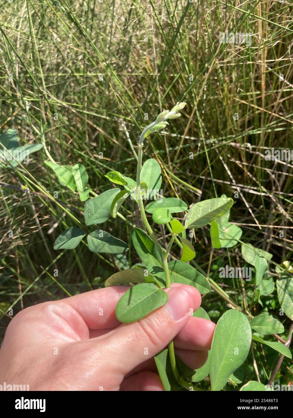 Wild Cowpea (Vigna luteola Stock Photo - Alamy