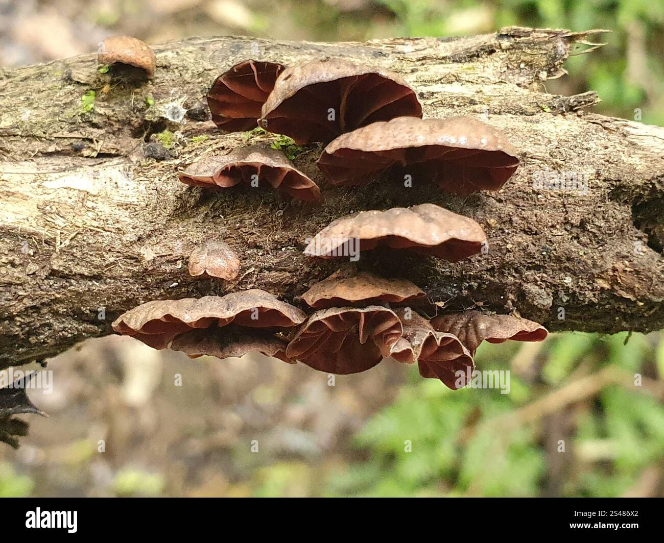 Orange Fan (Anthracophyllum archeri Stock Photo - Alamy