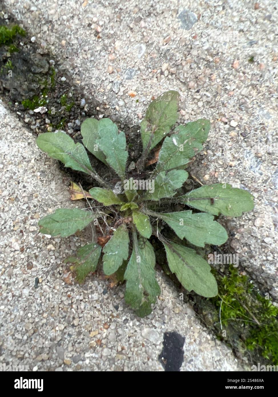 Virginia pepperweed (Lepidium virginicum Stock Photo - Alamy