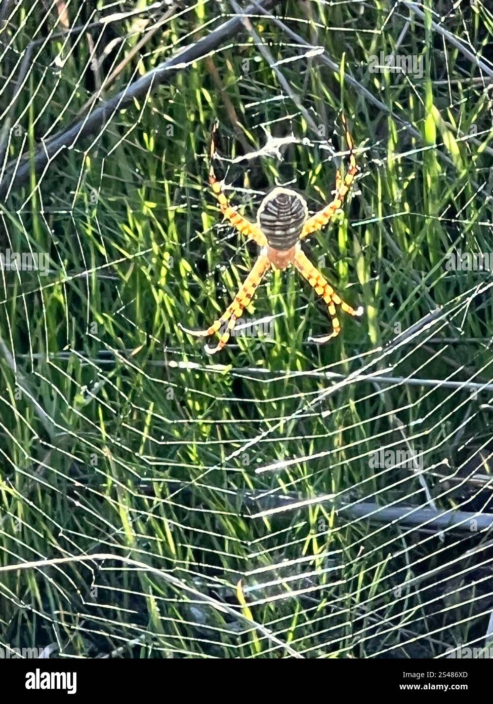 Banded Garden Spider (Argiope trifasciata Stock Photo - Alamy