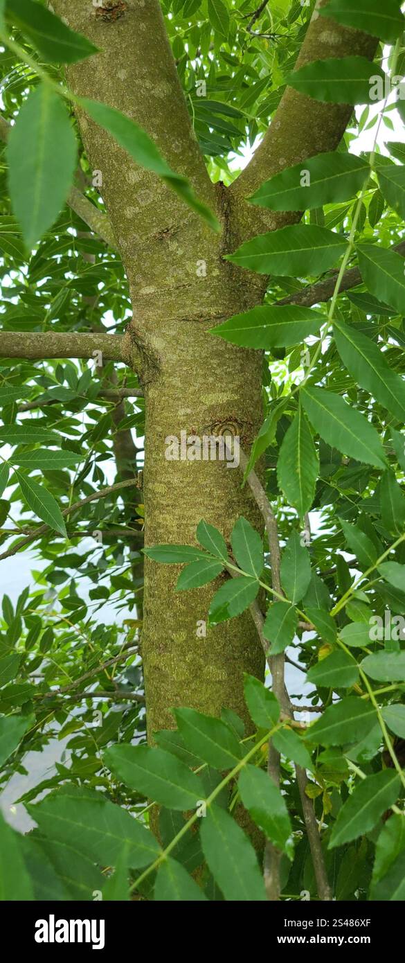 Narrow-leaved Ash (Fraxinus angustifolia Stock Photo - Alamy