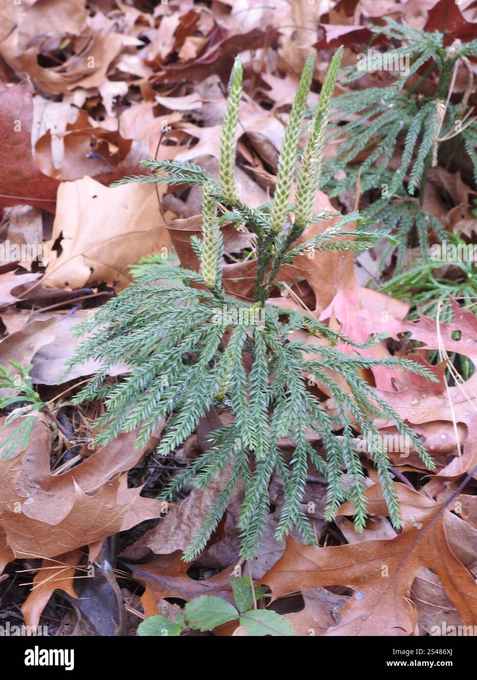 flat-branched tree-clubmoss (Dendrolycopodium obscurum Stock Photo - Alamy