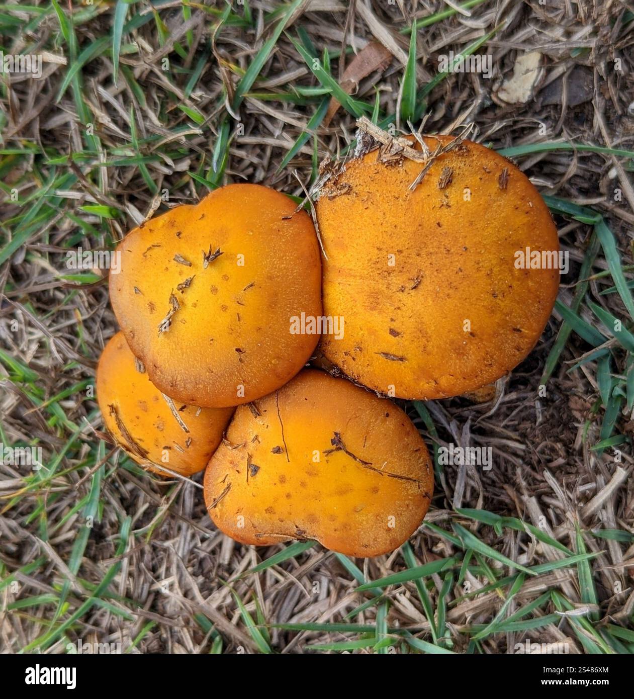 southern jack-o'-lantern (Omphalotus subilludens Stock Photo - Alamy