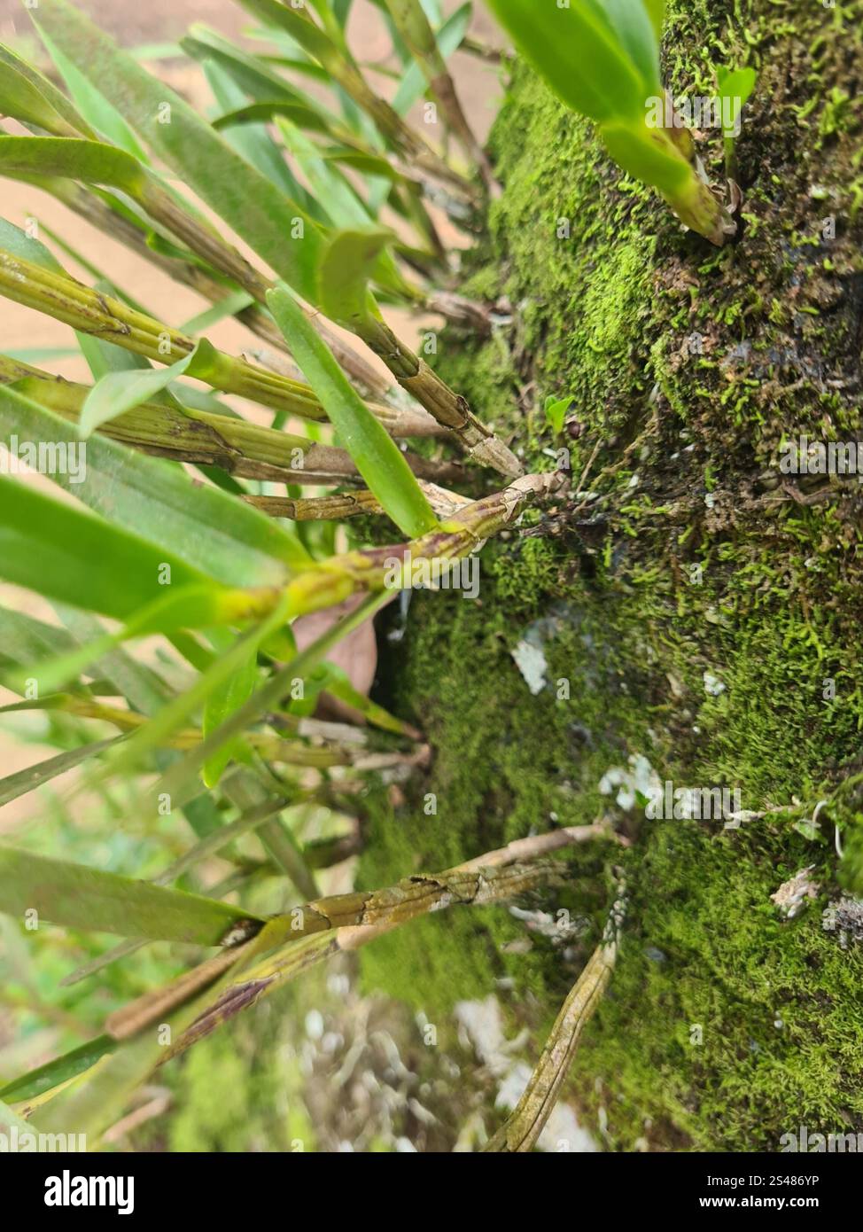 Dimerandra emarginata hi-res stock photography and images - Alamy