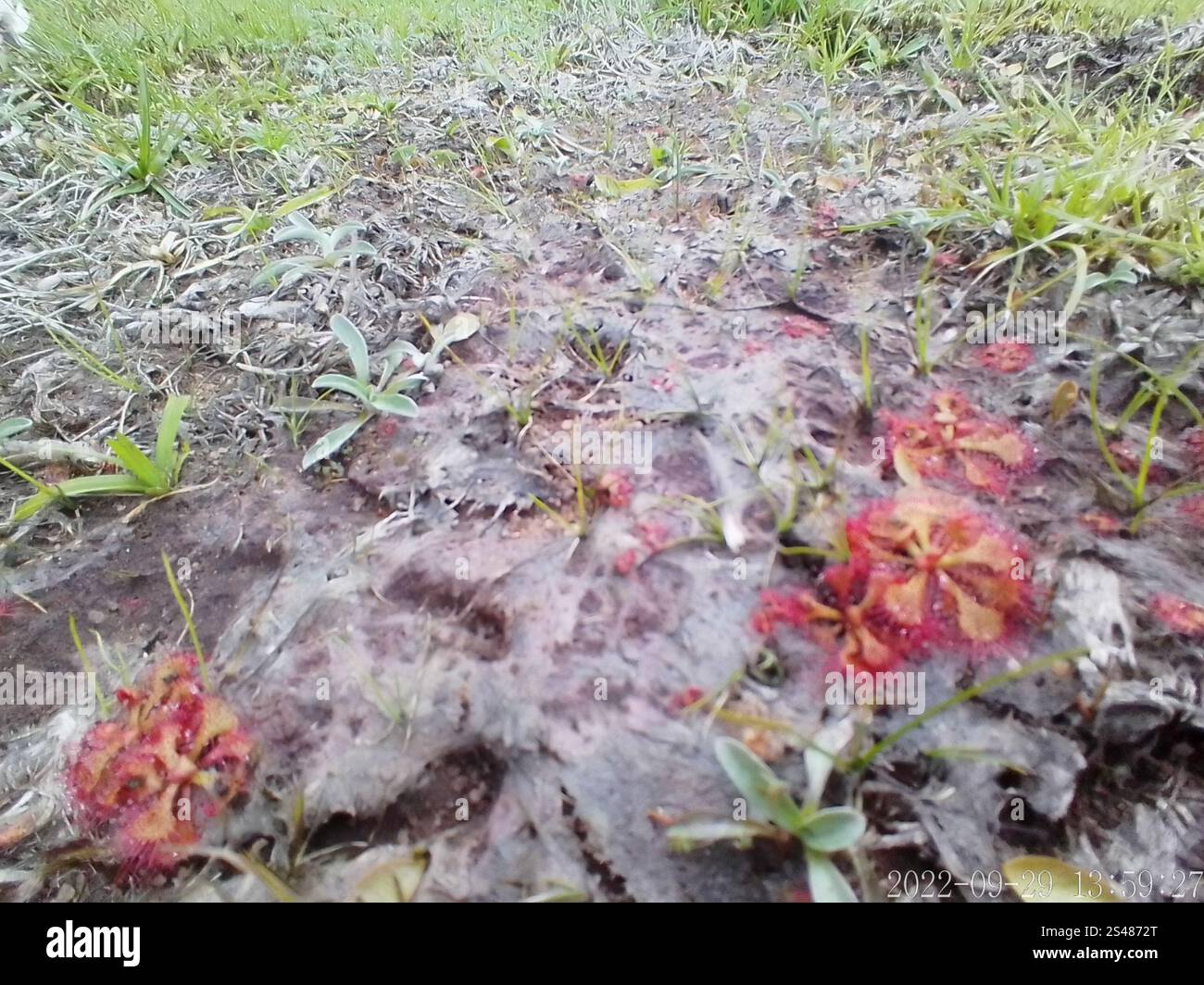 dwarf sundew (Drosera brevifolia Stock Photo - Alamy