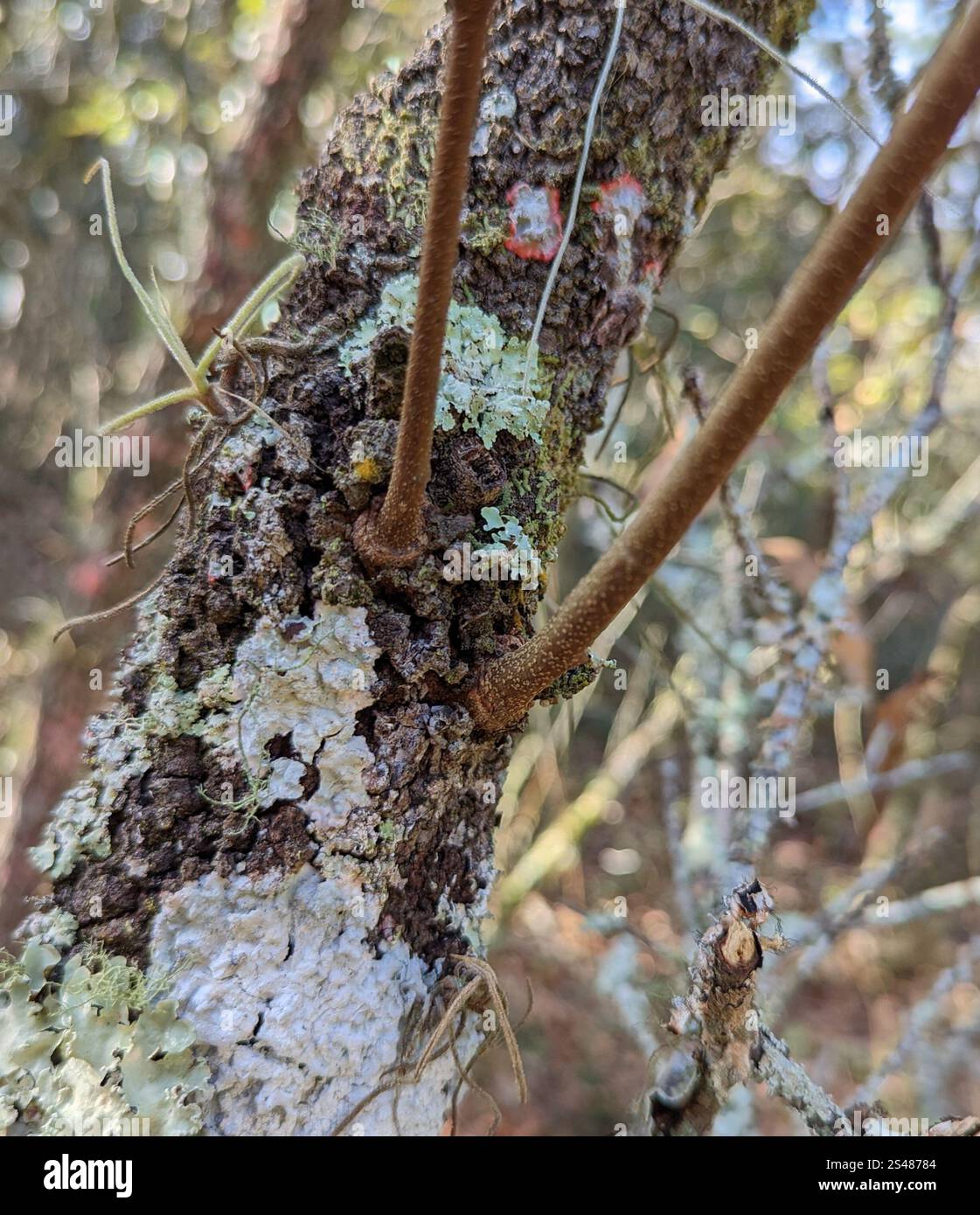 American turkey oak (Quercus laevis Stock Photo - Alamy