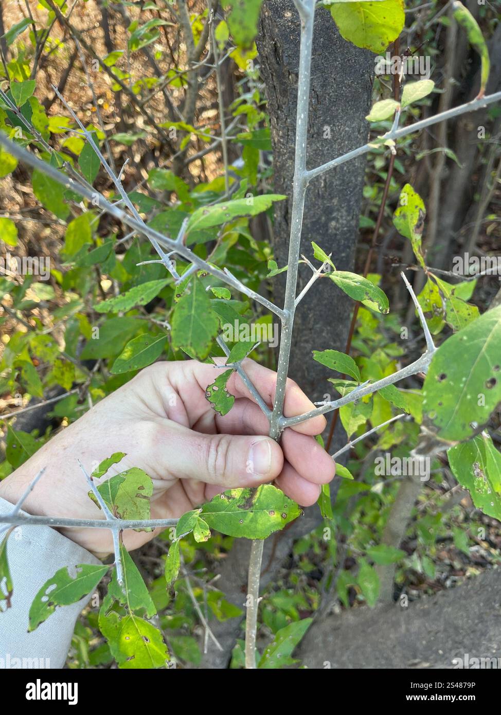 eastern swamp privet (Forestiera acuminata Stock Photo - Alamy