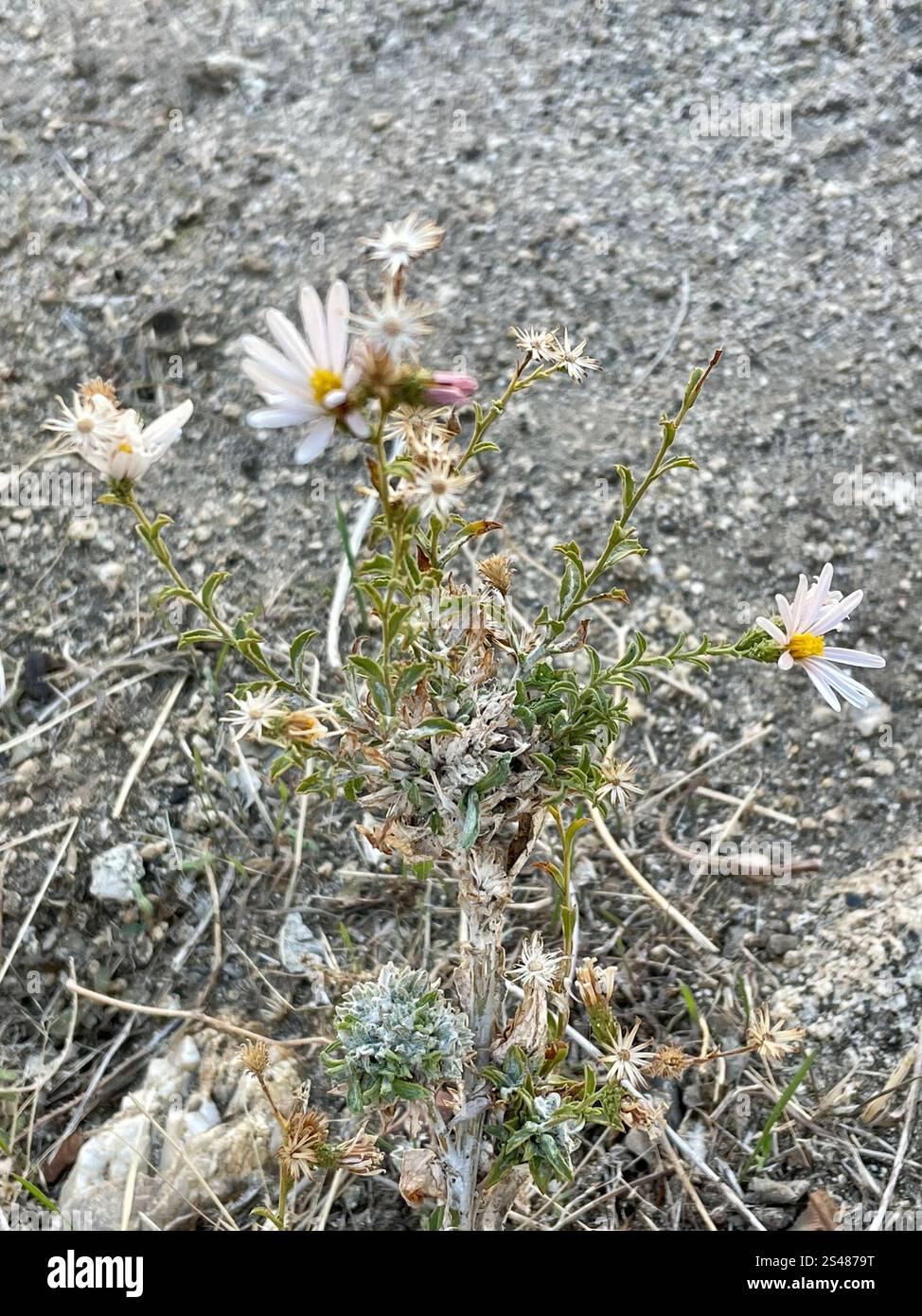 California Aster (Corethrogyne filaginifolia Stock Photo - Alamy