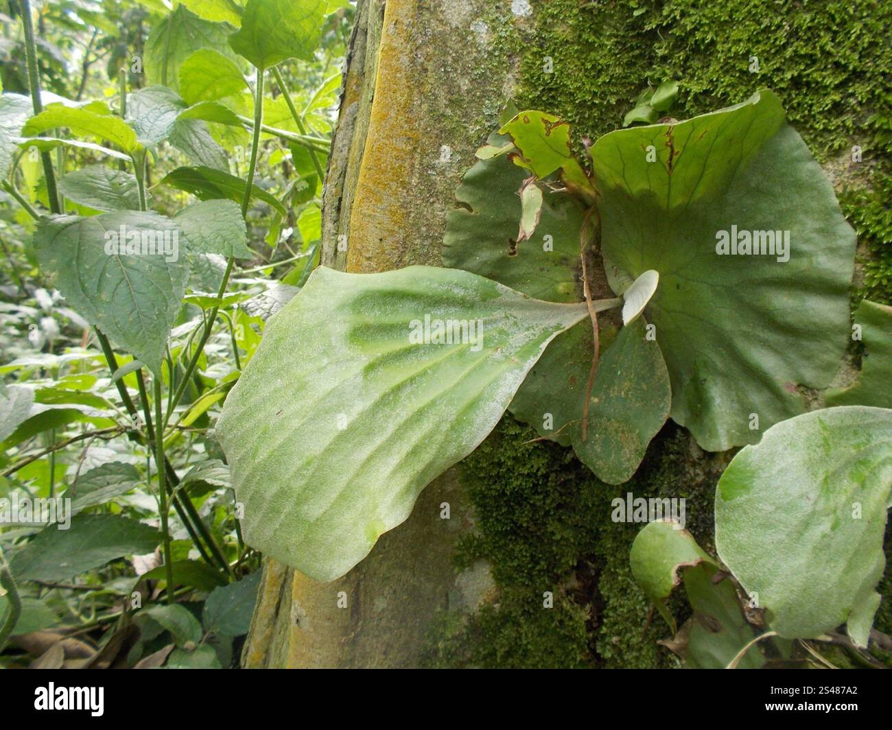 Angola staghorn fern (Platycerium elephantotis Stock Photo - Alamy