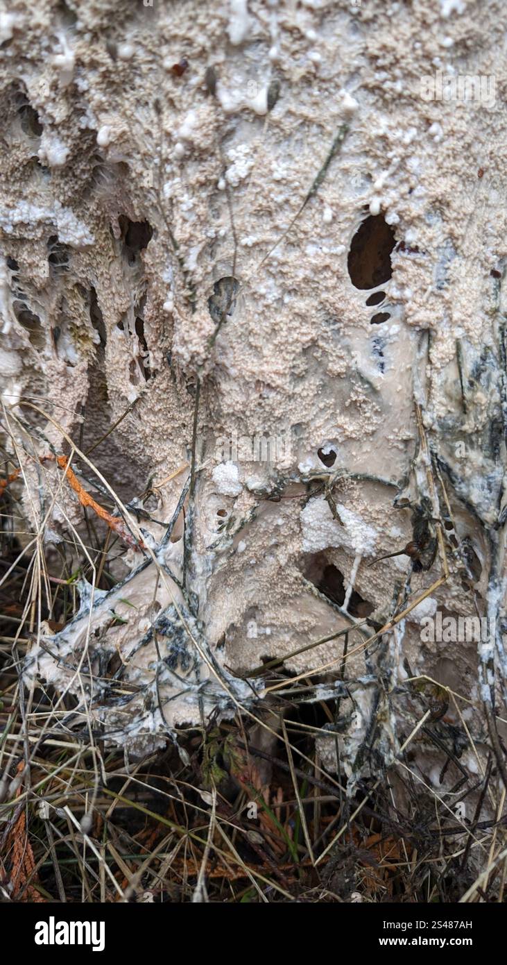 Tapioca Slime Mold (Brefeldia maxima Stock Photo - Alamy