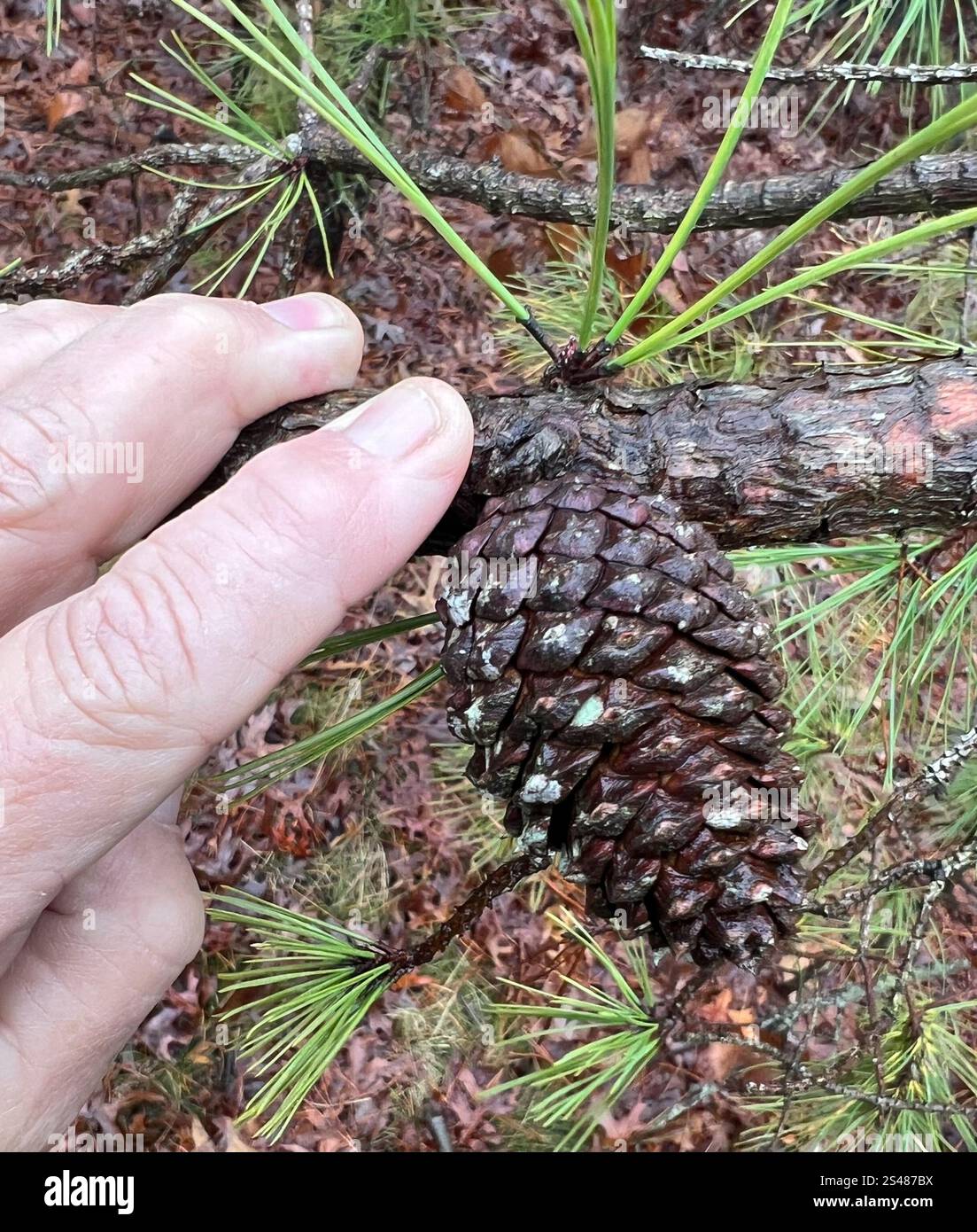 pitch pine (Pinus rigida Stock Photo - Alamy