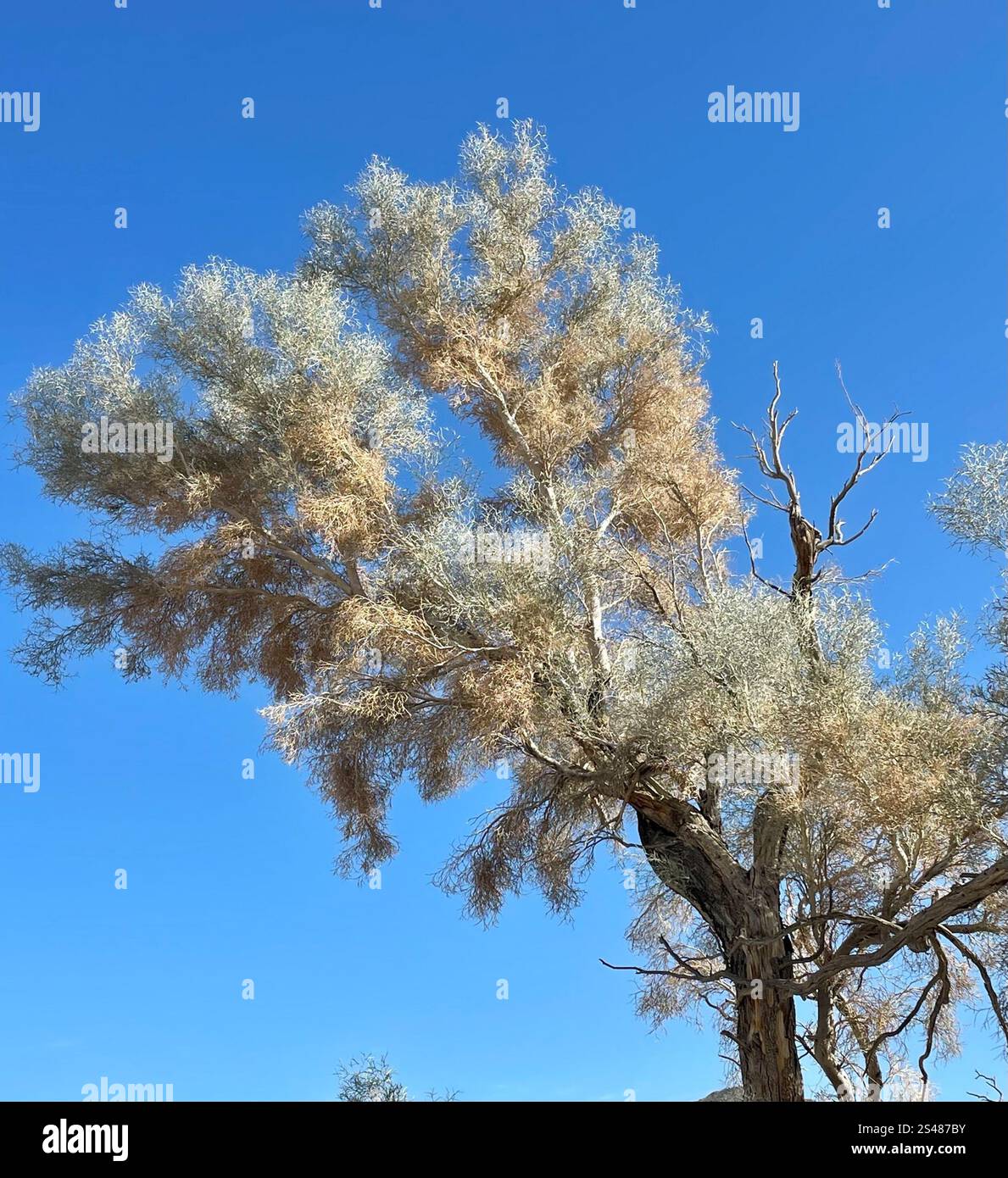 Smoke Tree (Psorothamnus spinosus Stock Photo - Alamy
