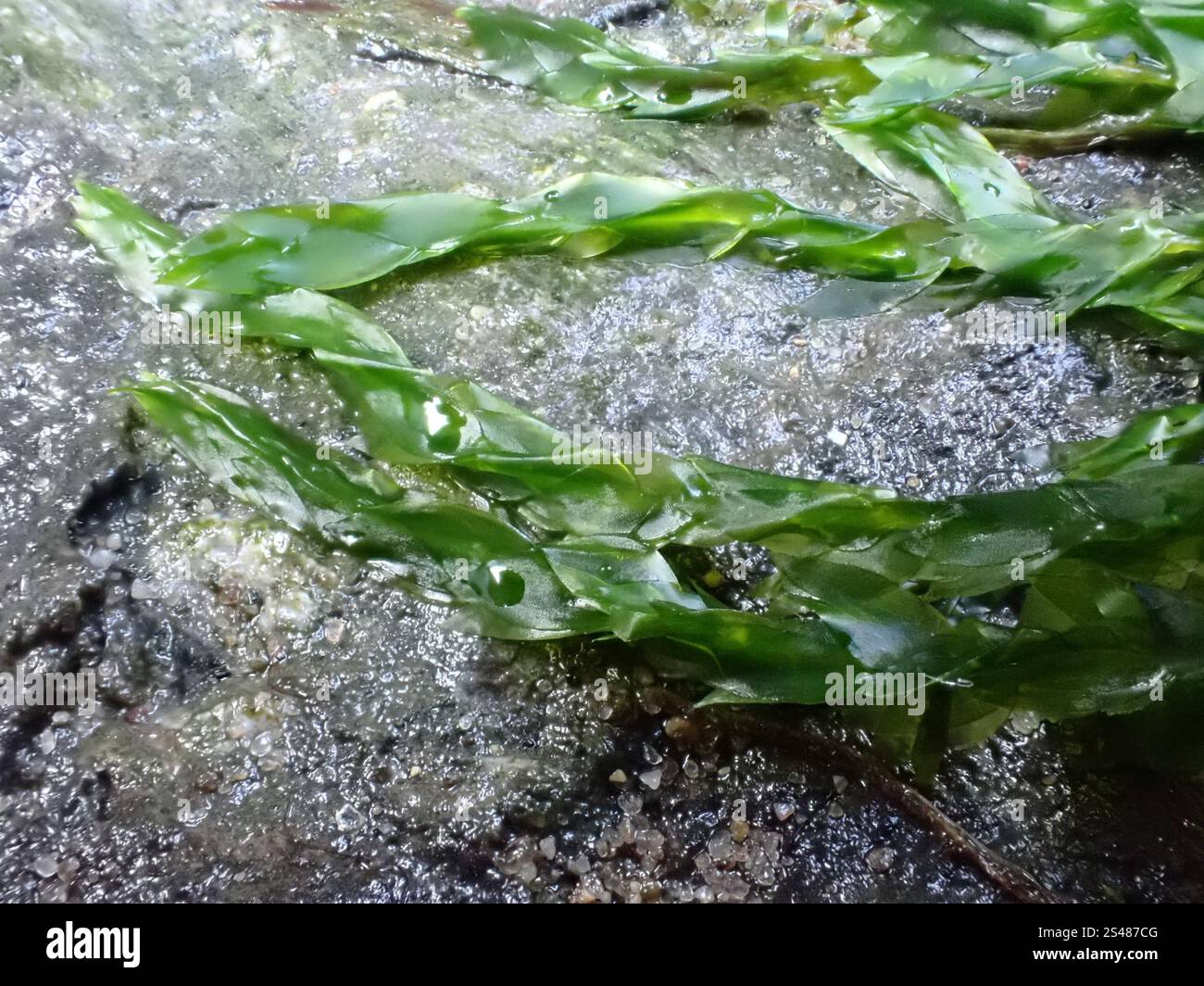 Willow Moss (Fontinalis antipyretica Stock Photo - Alamy