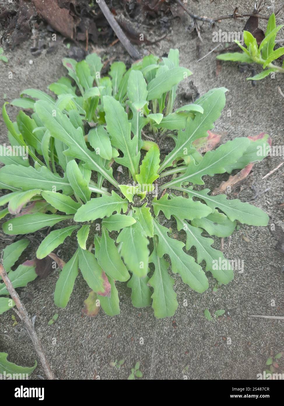 cutleaf evening primrose (Oenothera laciniata Stock Photo - Alamy