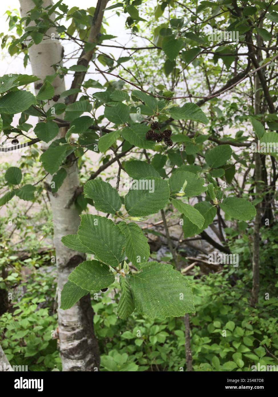 swamp alder (Alnus incana rugosa Stock Photo - Alamy