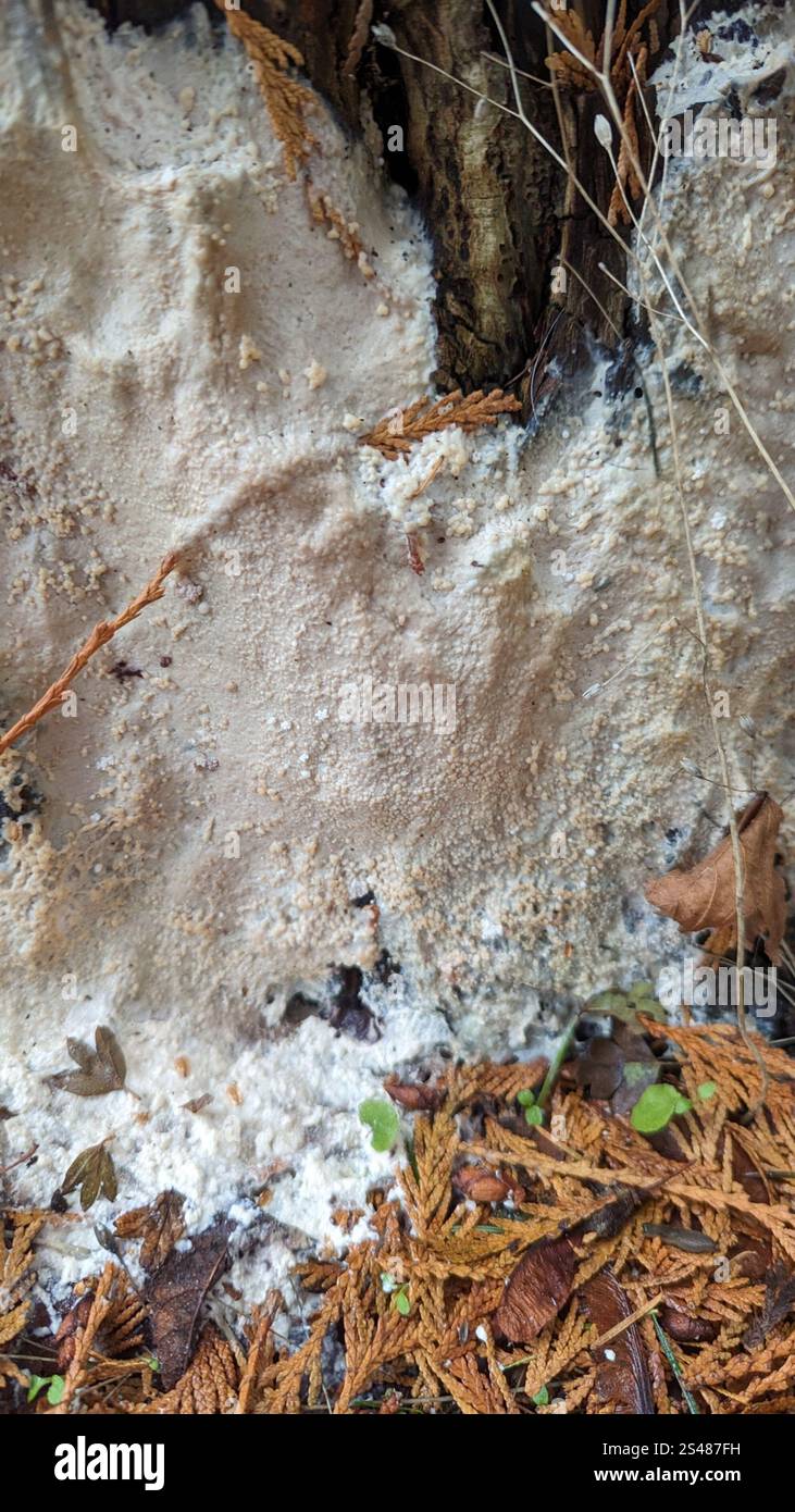 Tapioca Slime Mold (Brefeldia maxima Stock Photo - Alamy