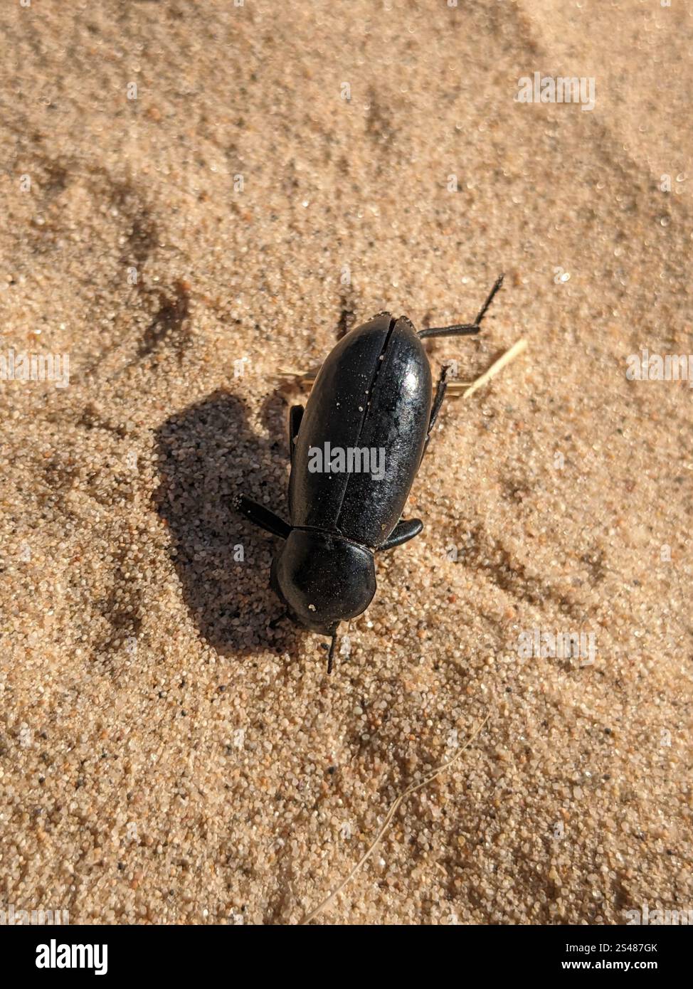 Armored Stink Beetle (Eleodes armata Stock Photo - Alamy