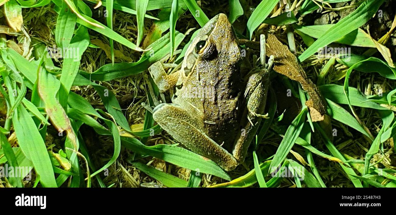 Broad-palmed Rocket Frog (Litoria latopalmata Stock Photo - Alamy
